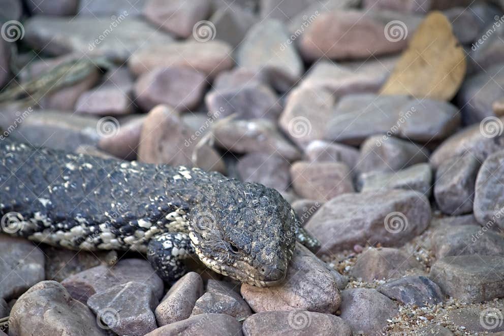 Stumpy tailed lizard stock image. Image of blooded, reptile - 111897967
