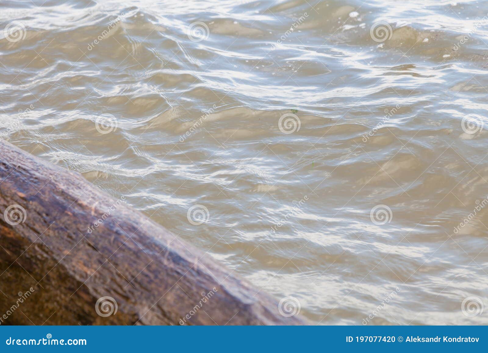Close-up of a Submerged Tree Trunk Washed Ashore in Summer in the River ...