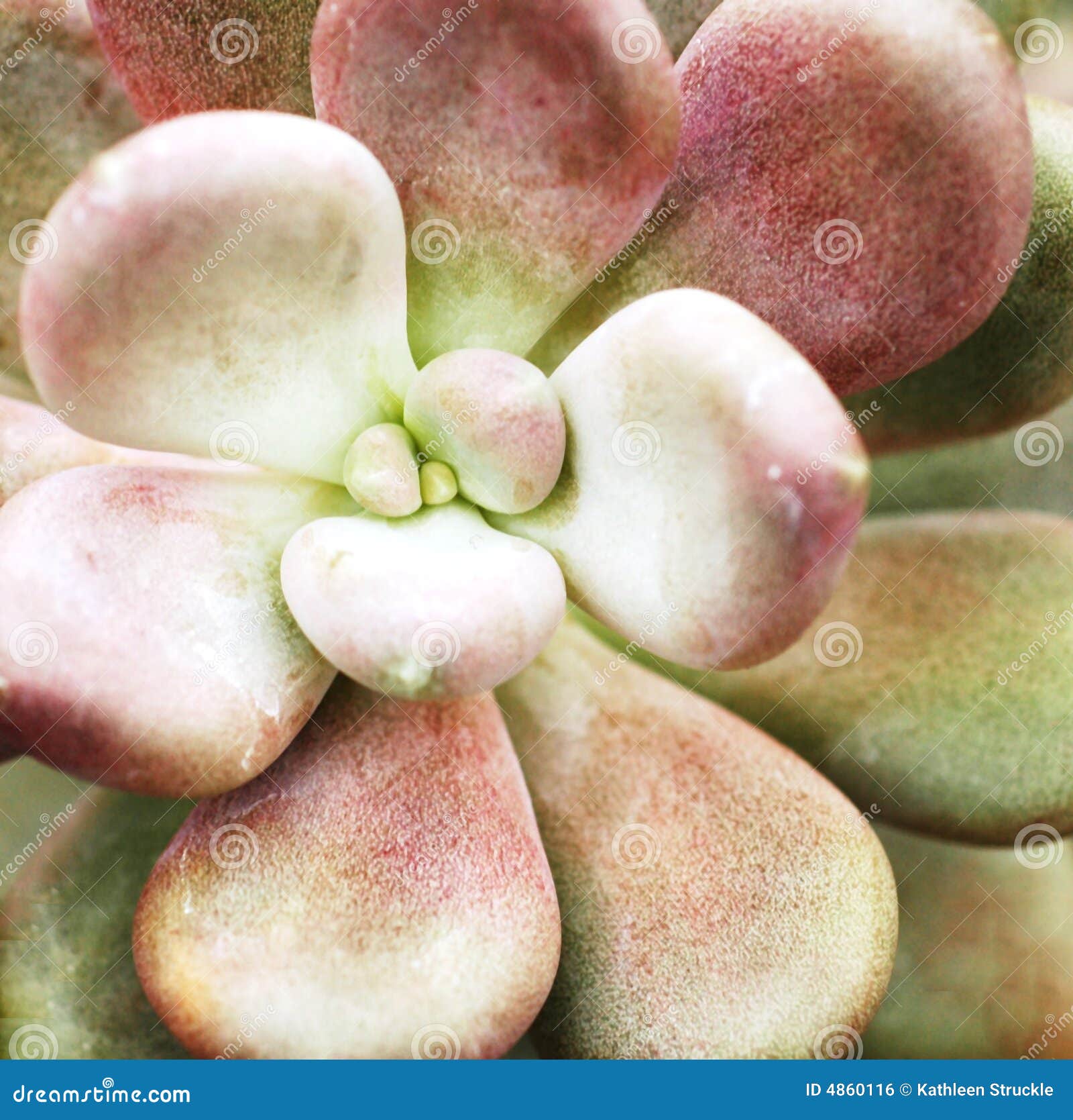 Close Up of Succulent Cactus Stock Photo - Image of cactus, flesh: 4860116