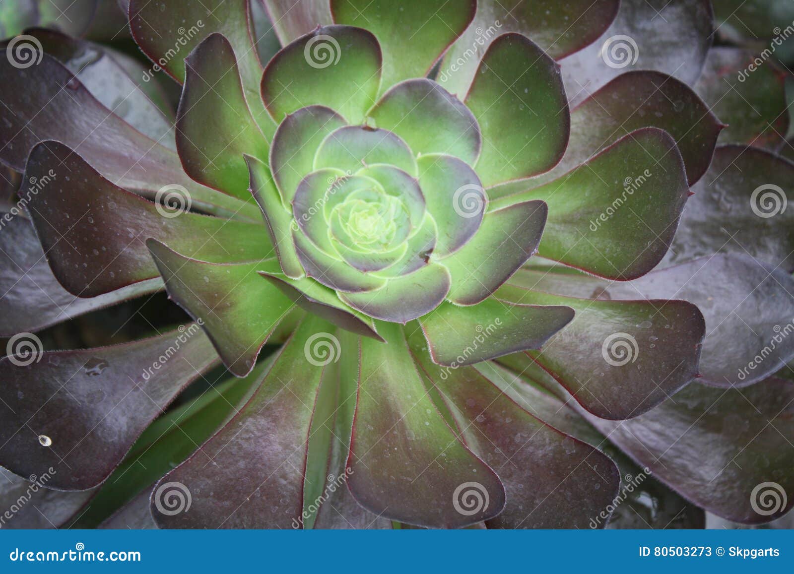 Close Up of Succulent stock image. Image of radial, leaves - 80503273
