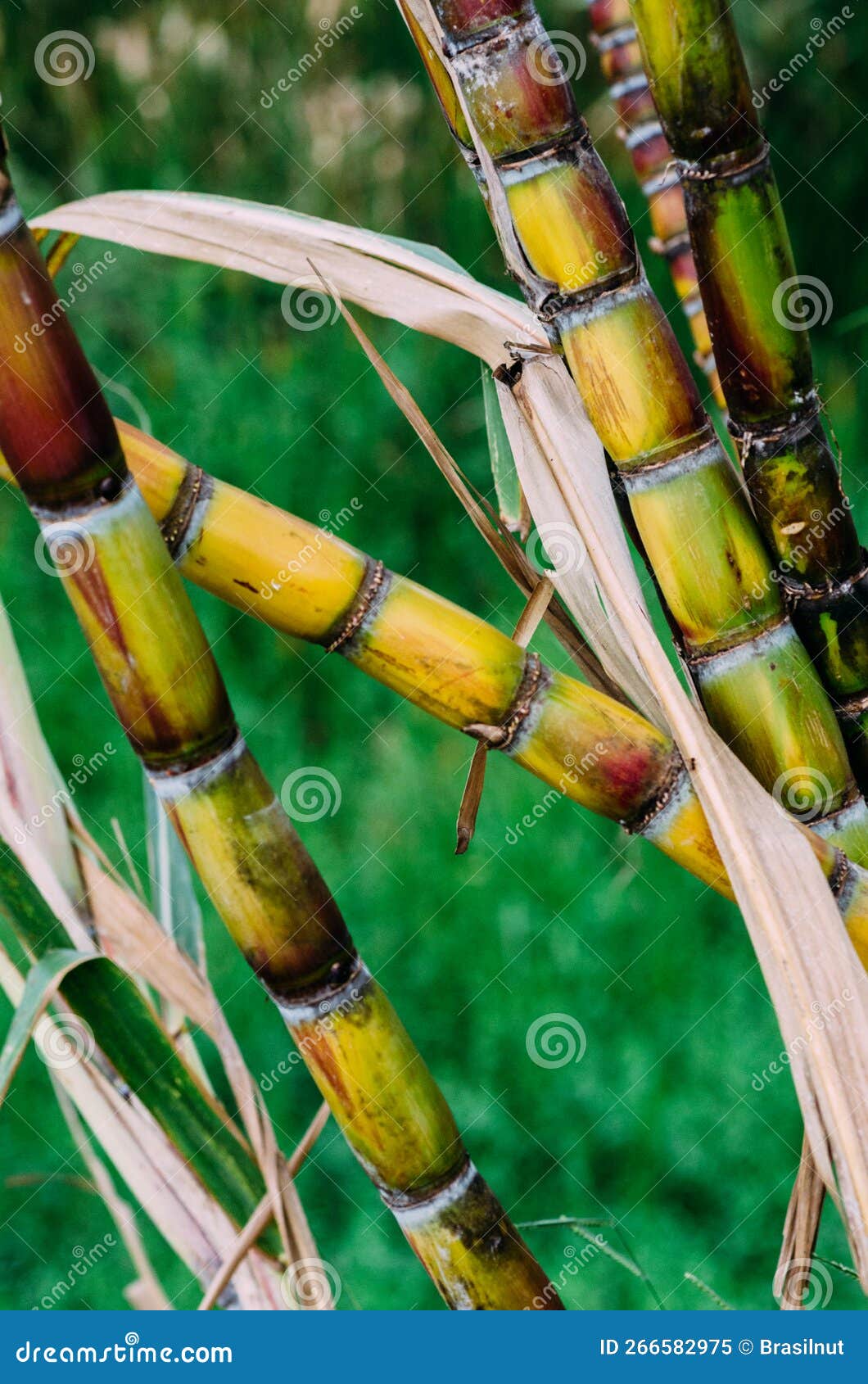 Close Up Sugarcane, Fresh Sugar Cane for Extracting the Juice Stock ...