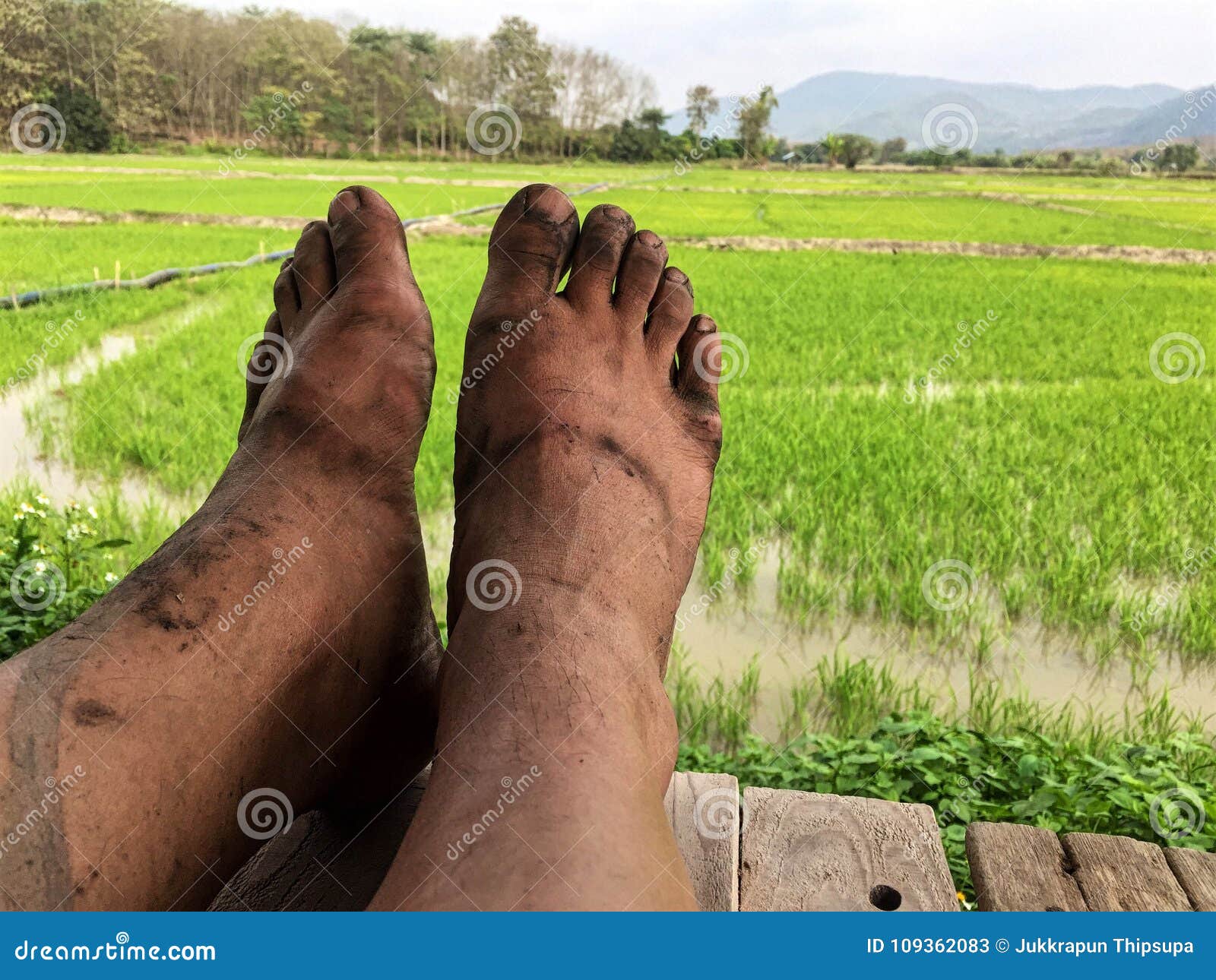 Close up sujo do lacaio imagem de stock. Imagem de quintal - 109362083