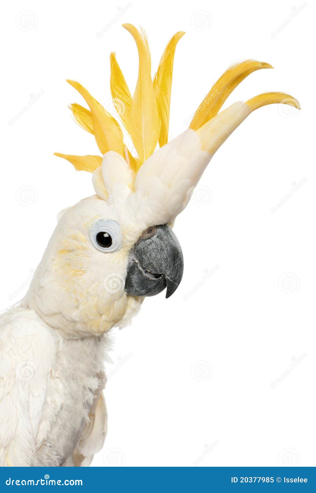 Close Up Of Sulphur-crested Cockatoo With Purple Blooming Jacaranda ...