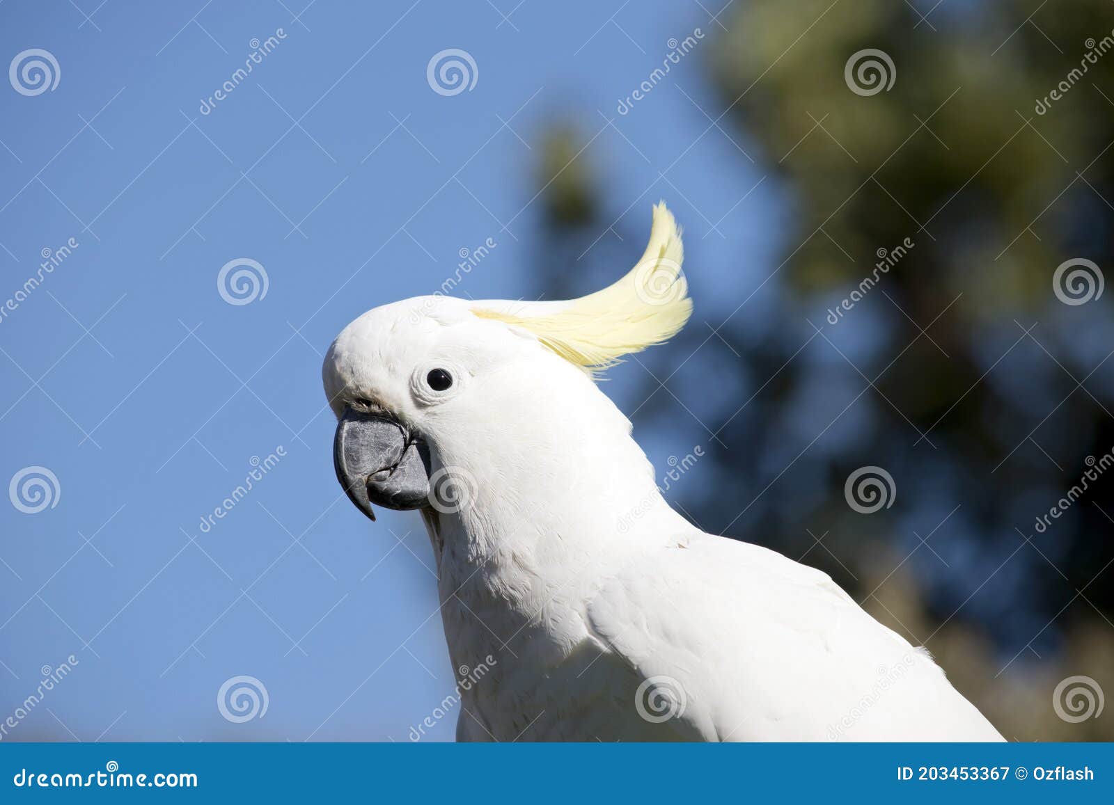 This is a Close Up of a Sulphur Crested Cockatoo Stock Image - Image of ...