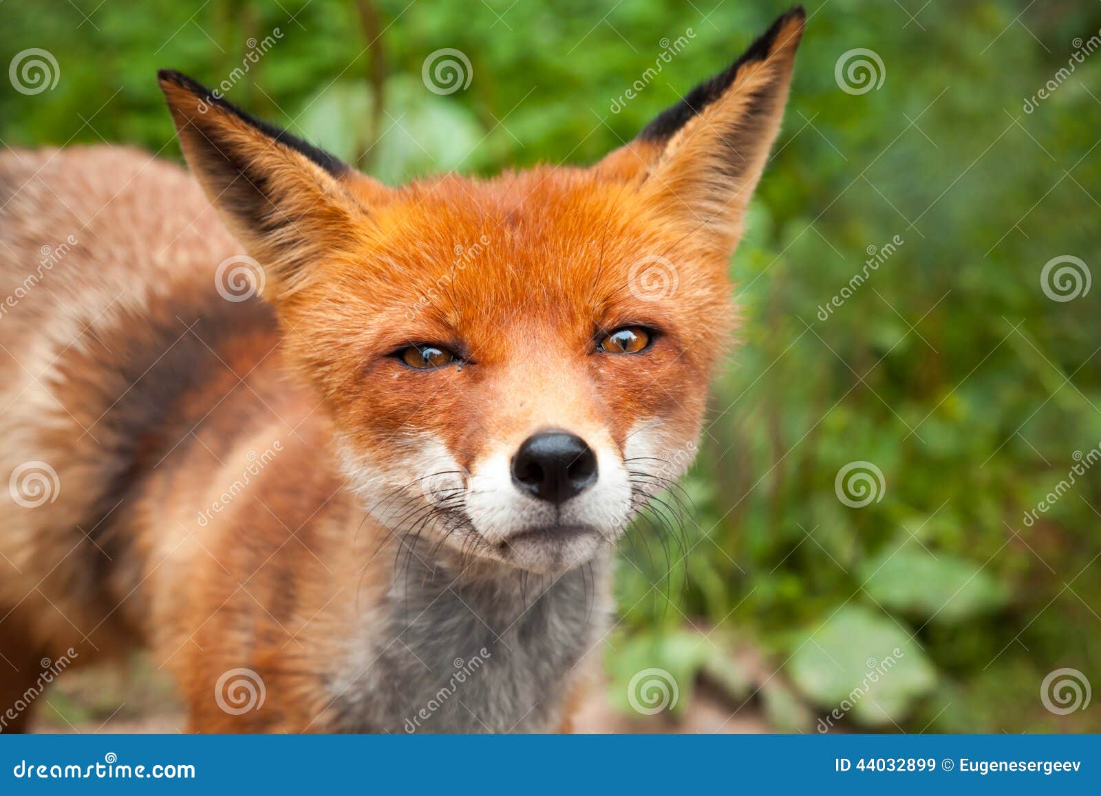 Close-up Summer Photo of Red Fox Stock Image - Image of orange ...