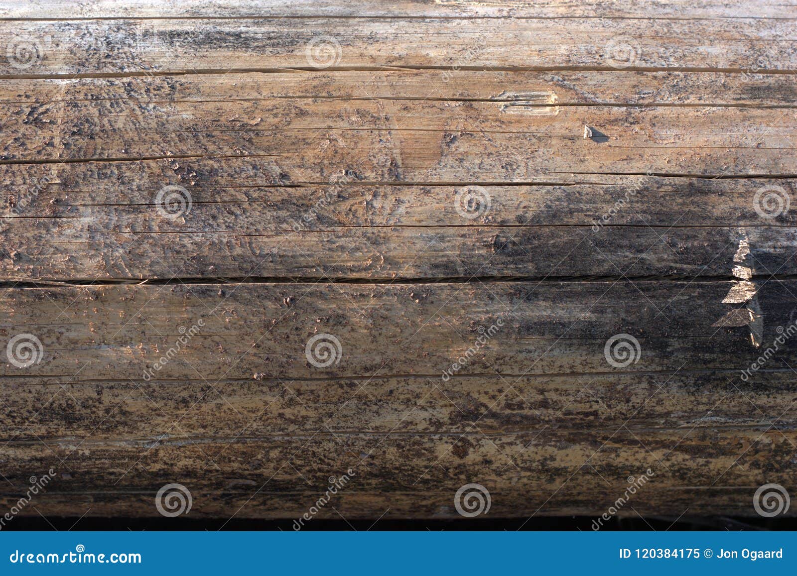 Close Up of a Sun Dried Scots Pine Tree Log with All the Bark Removed ...