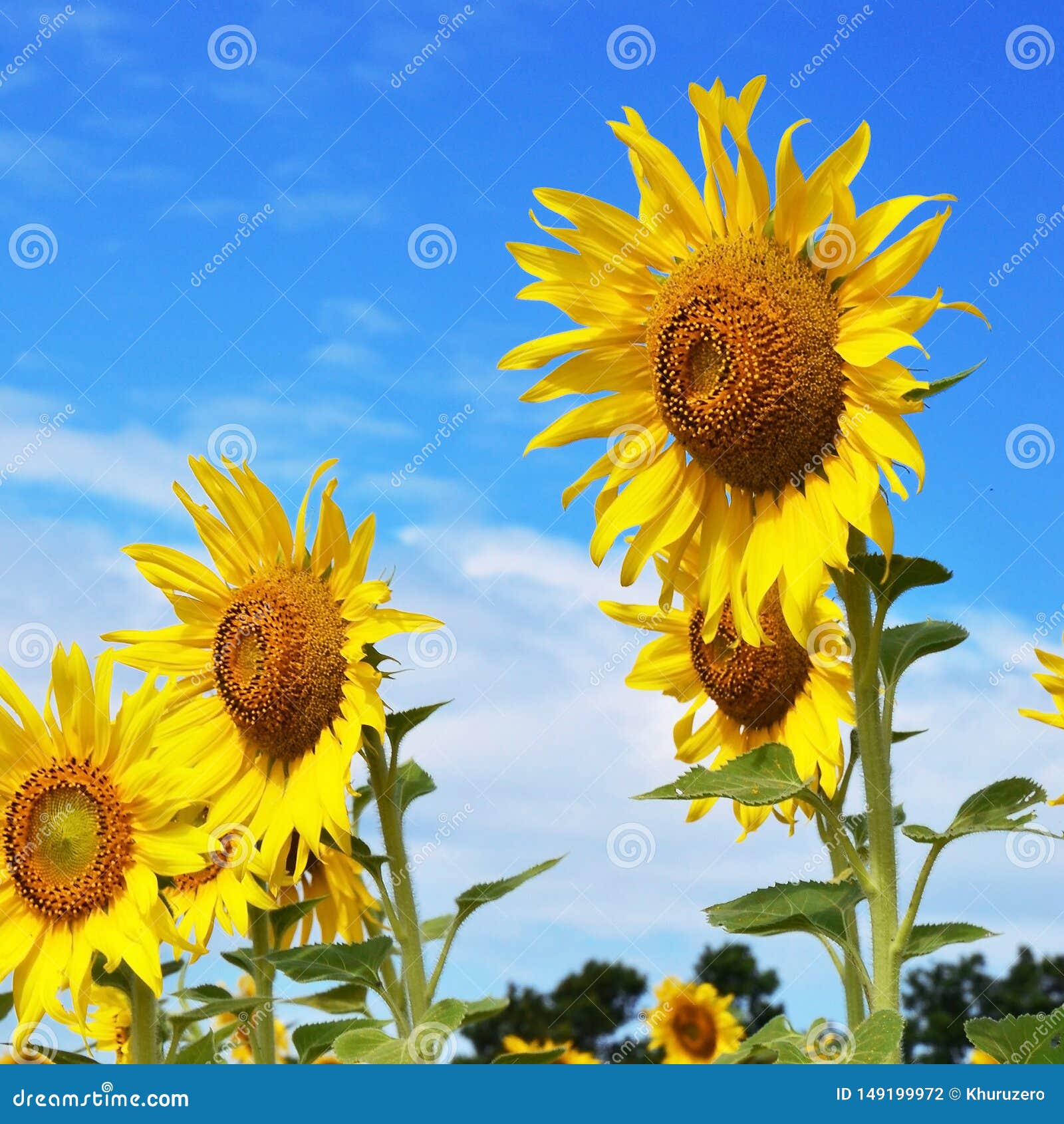 Close up of sun flower stock photo. Image of rural, agriculture - 149199972