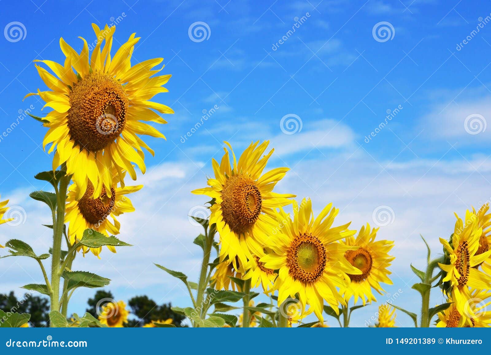 Close up of sun flower stock image. Image of organic - 149201389