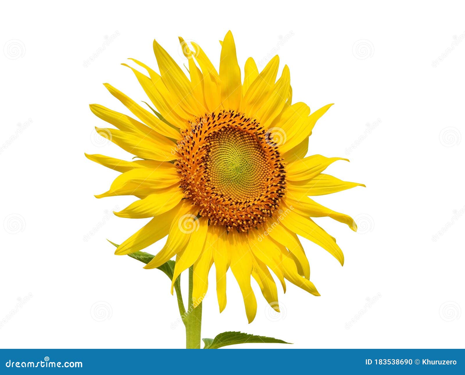 Close up of sun flower stock photo. Image of summer - 183538690
