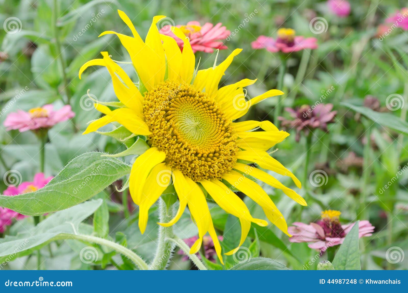 Close-up of Sun Flower in Garden Stock Photo - Image of natural, farm ...