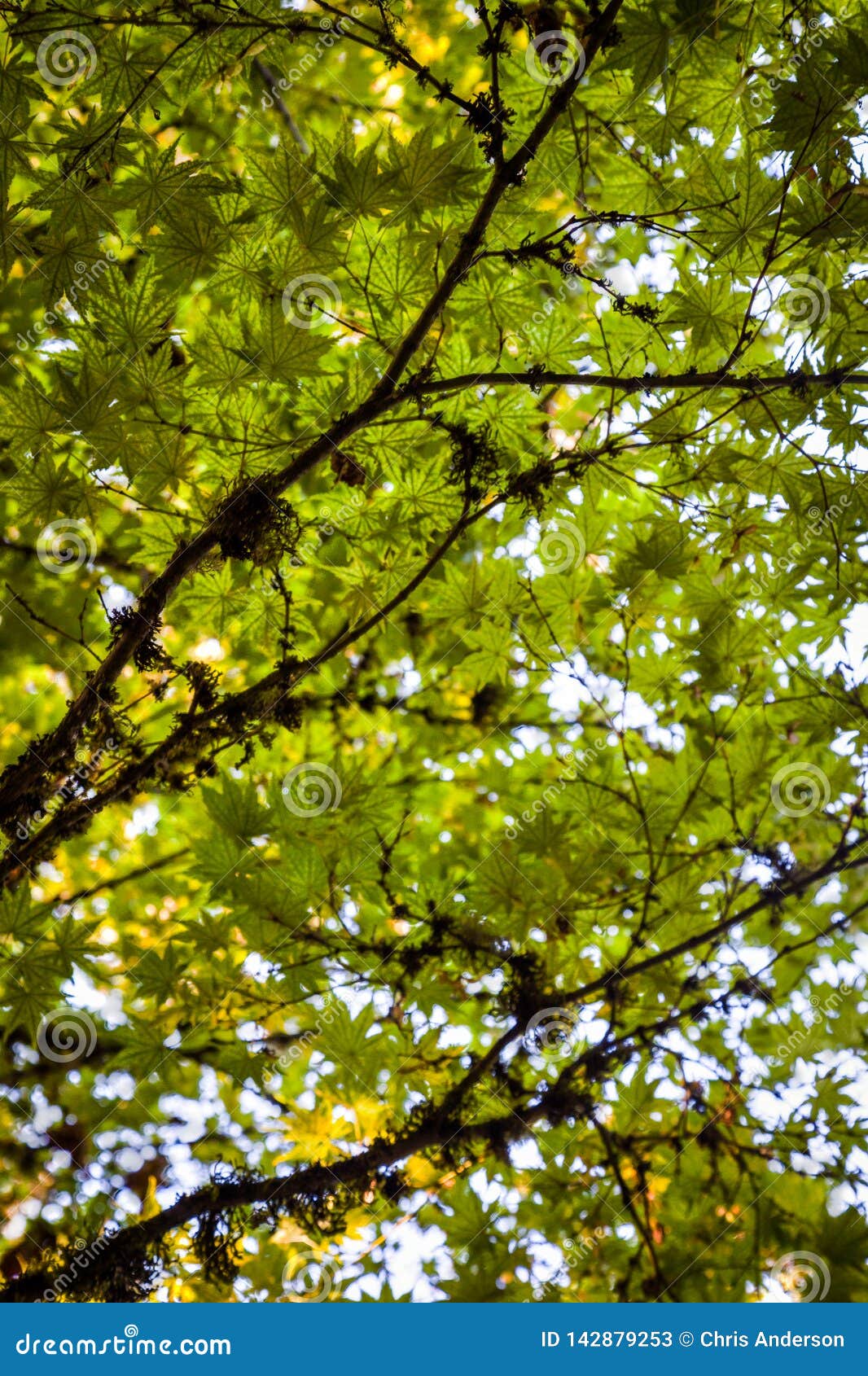 Close Up of Sun Highlighting Bright Green Threadleaf Maple Leaves Stock ...