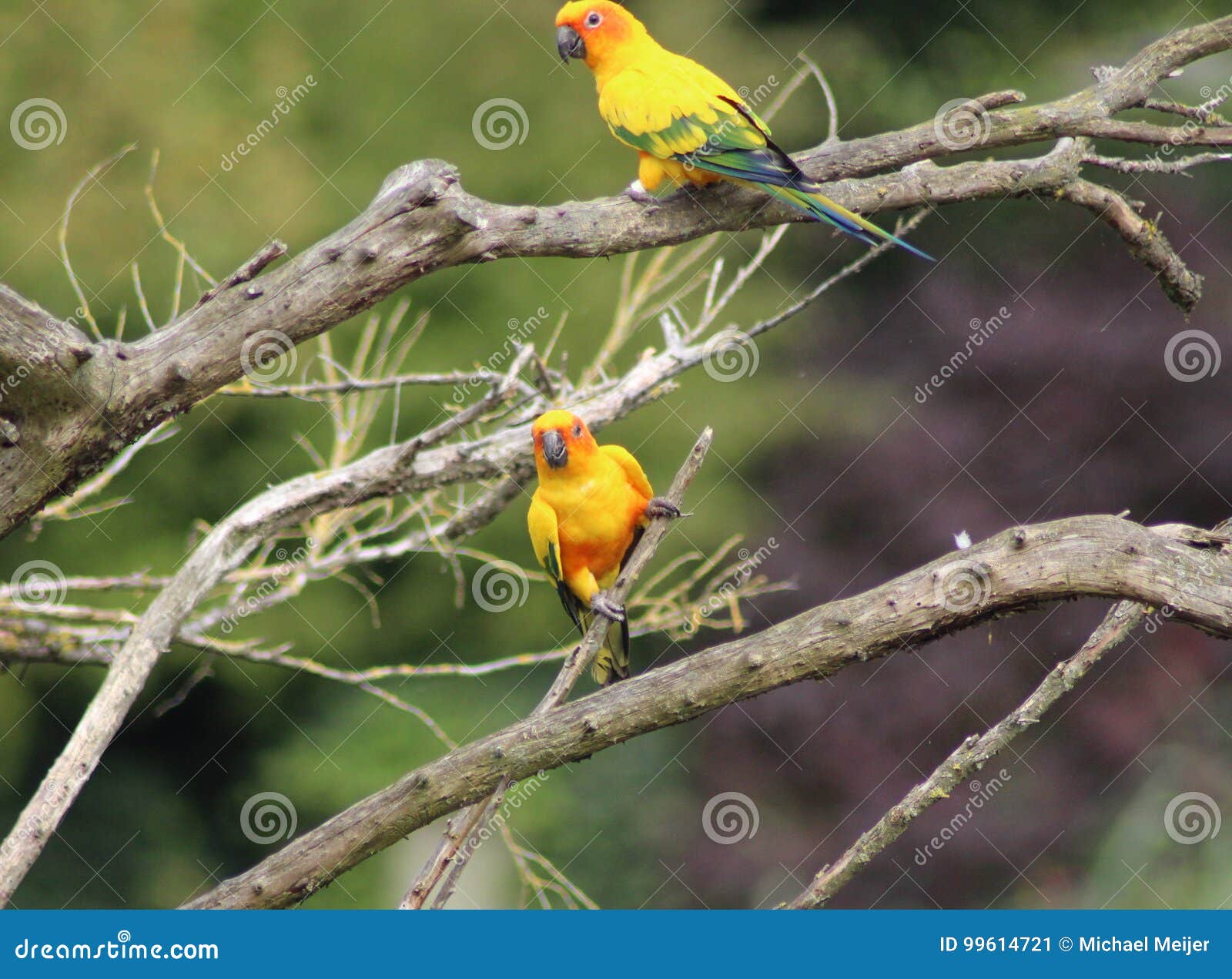 Sun Parakeet Aratinga Solstitialis Stock Image - Image of parrot ...