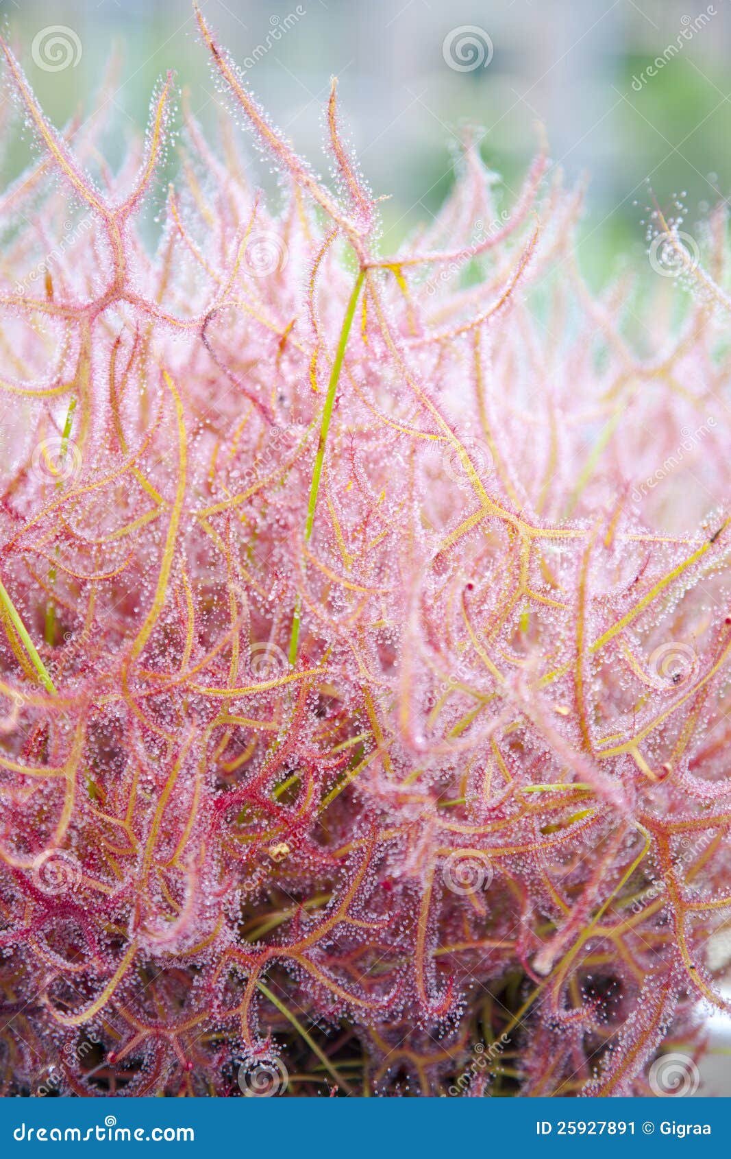 Red Color Sundew - Carnivorous Plants On White Sand Stock Photo ...