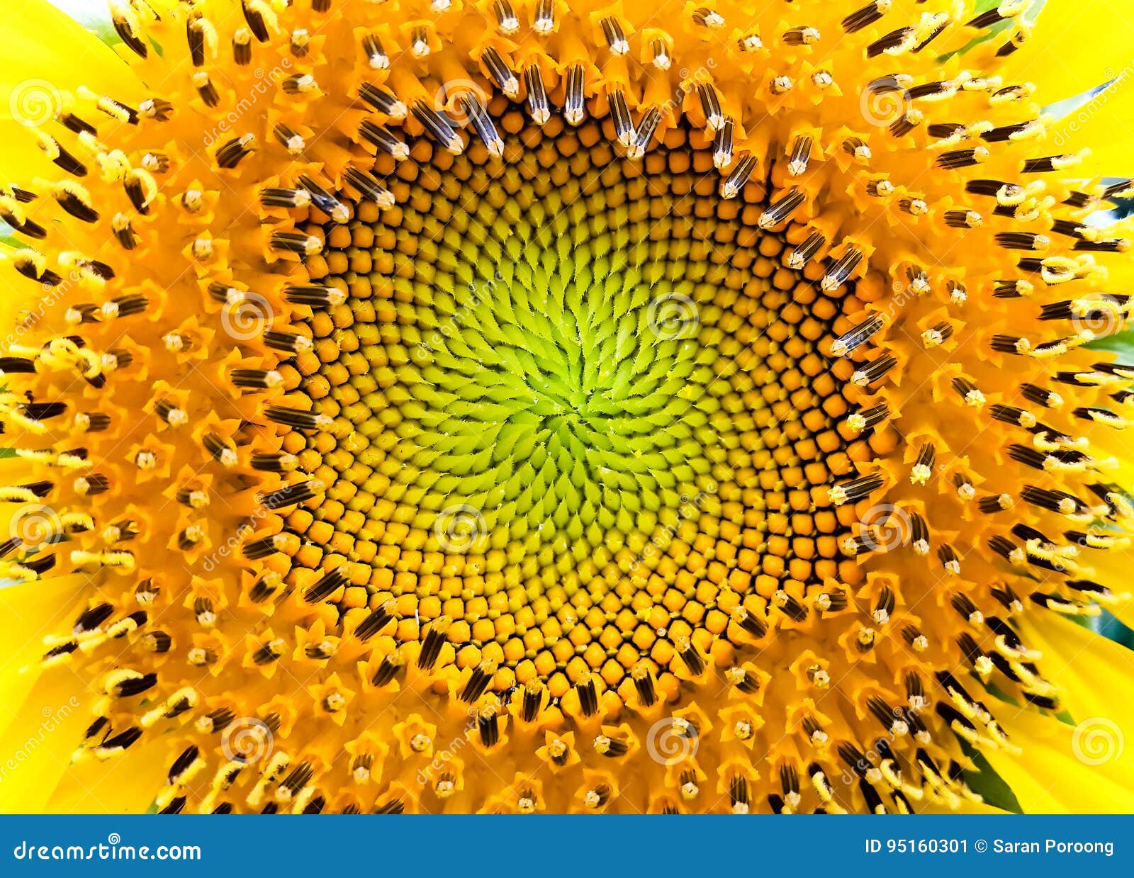Close Up Sunflower Center Pattern Stock Image - Image of agriculture ...
