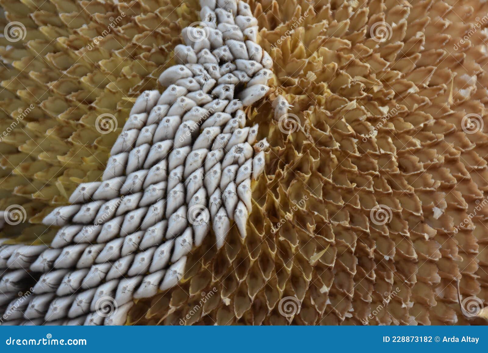 Close Up of Sunflower and Its Core Stock Photo - Image of dinner ...