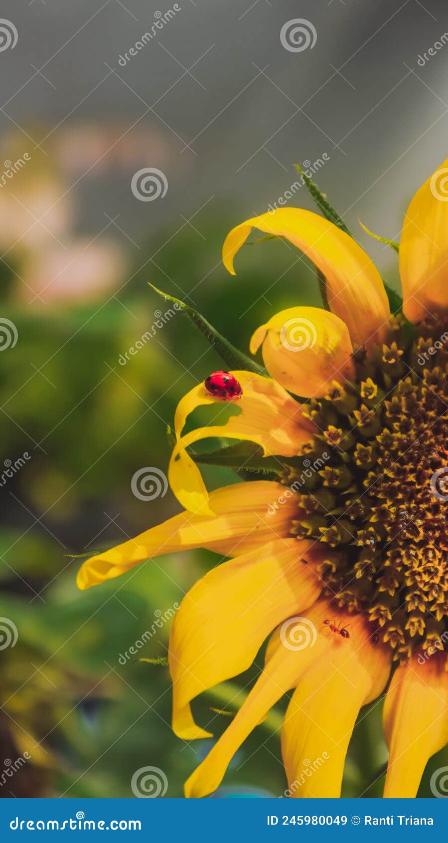 Close Up Sunflower with Ladybug Stock Image - Image of sunflower, plant ...