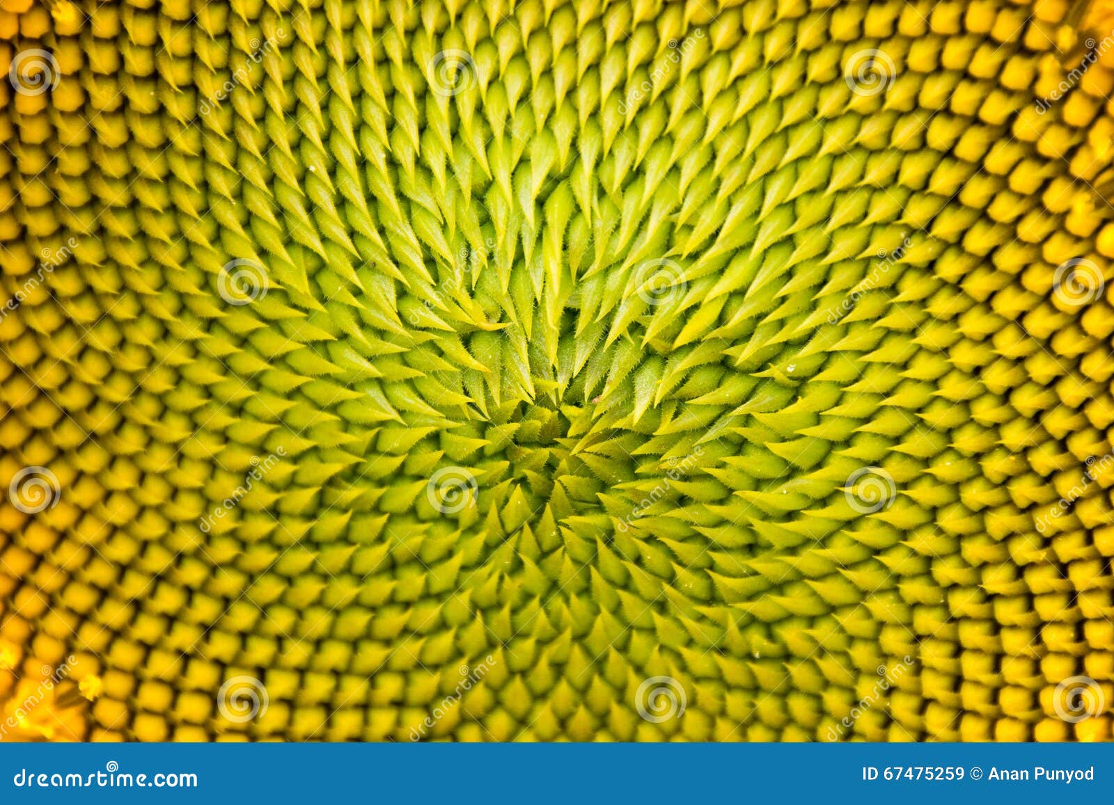 Close Up Sunflower Pollen Nature Abstract Background Texture Stock ...