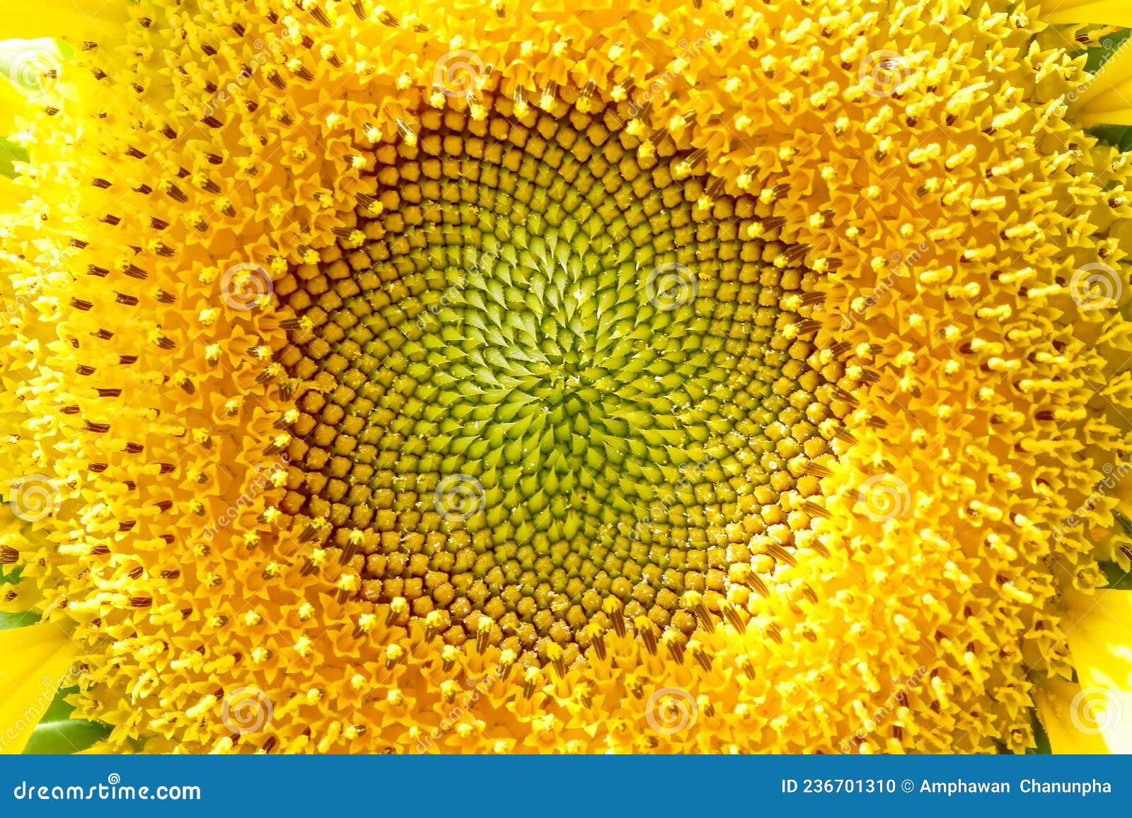 Close Up Sunflower Pollen with Nature Patterns Blooming on Background ...