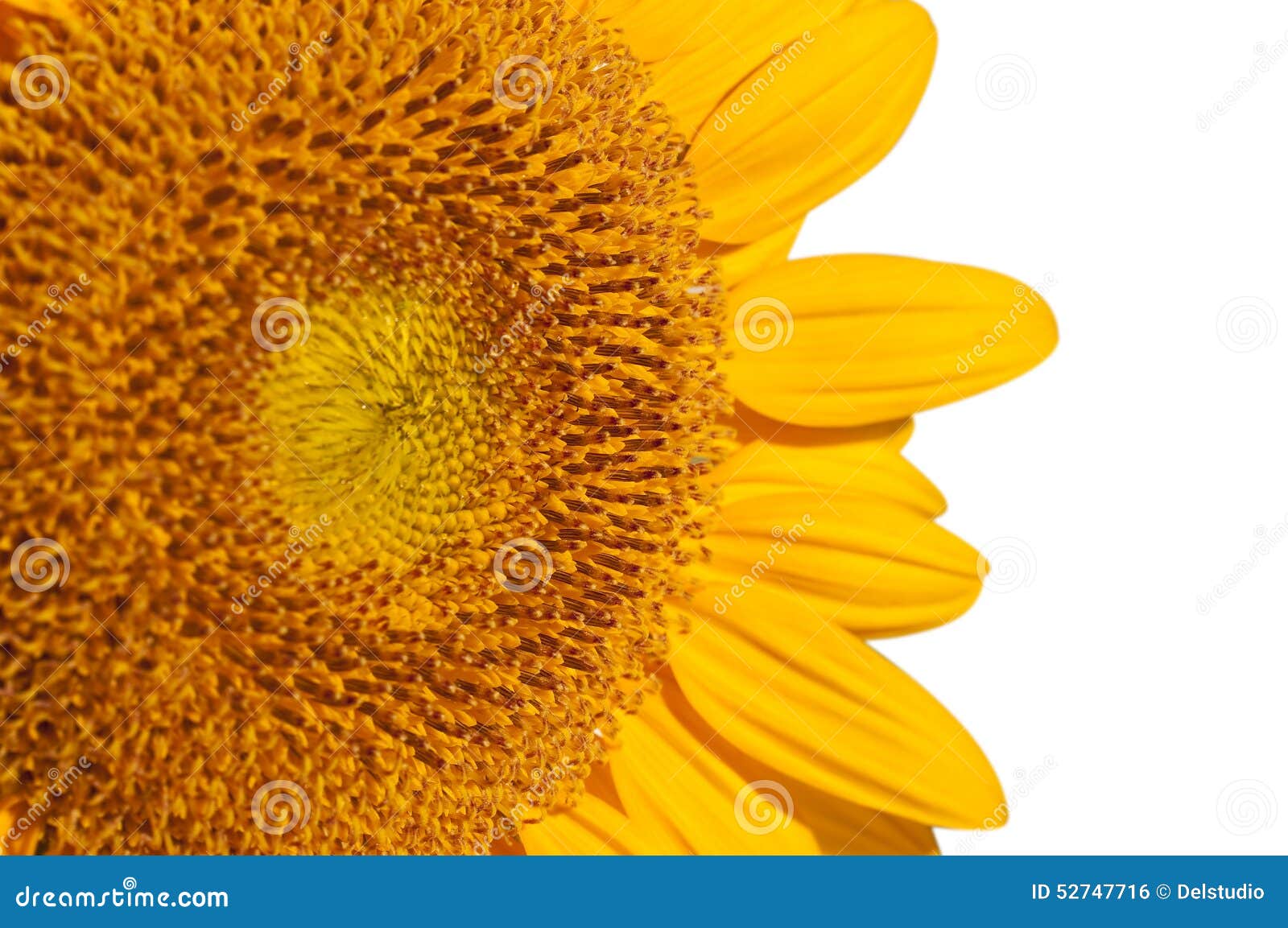 Close Up of a Sunflower, Side View, Isolated on White Stock Photo ...