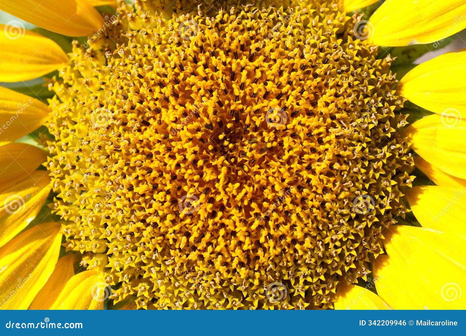 Sunflower Texture Royalty-Free Stock Image | CartoonDealer.com #7655062