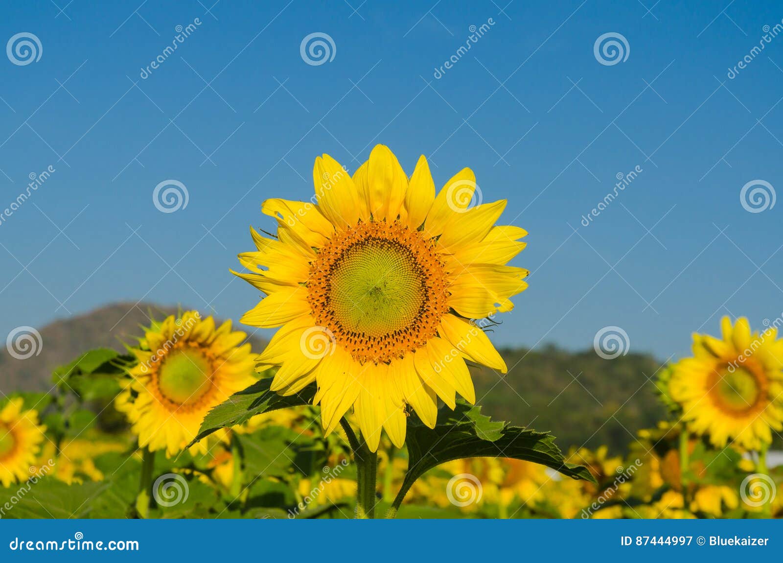 Close Up Sunflowers and Blue Sky Stock Image - Image of blossom, season ...