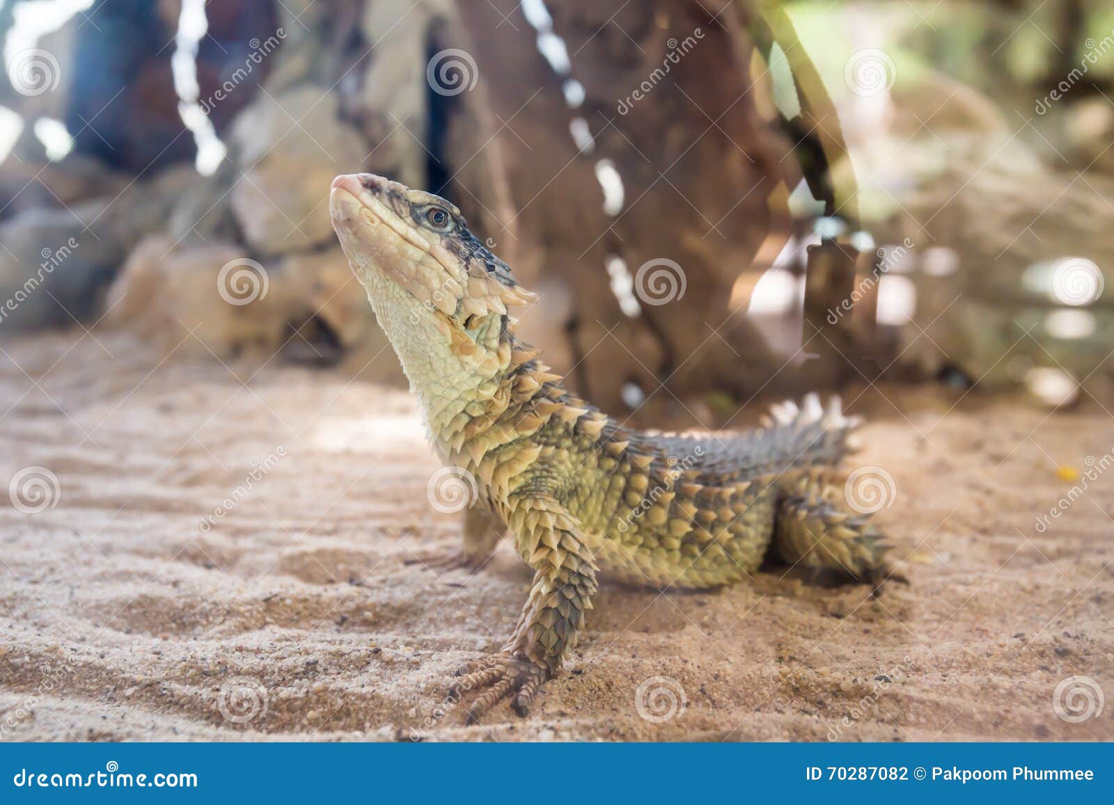 Sungazer, Giant Girdled Lizard, Giant Dragon Lizard, Giant Zonure Smaug ...