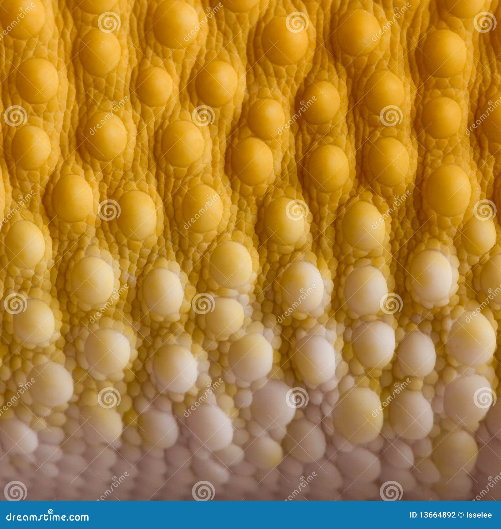 Close-up of Sunglow Leopard Gecko Scales Stock Photo - Image of texture ...