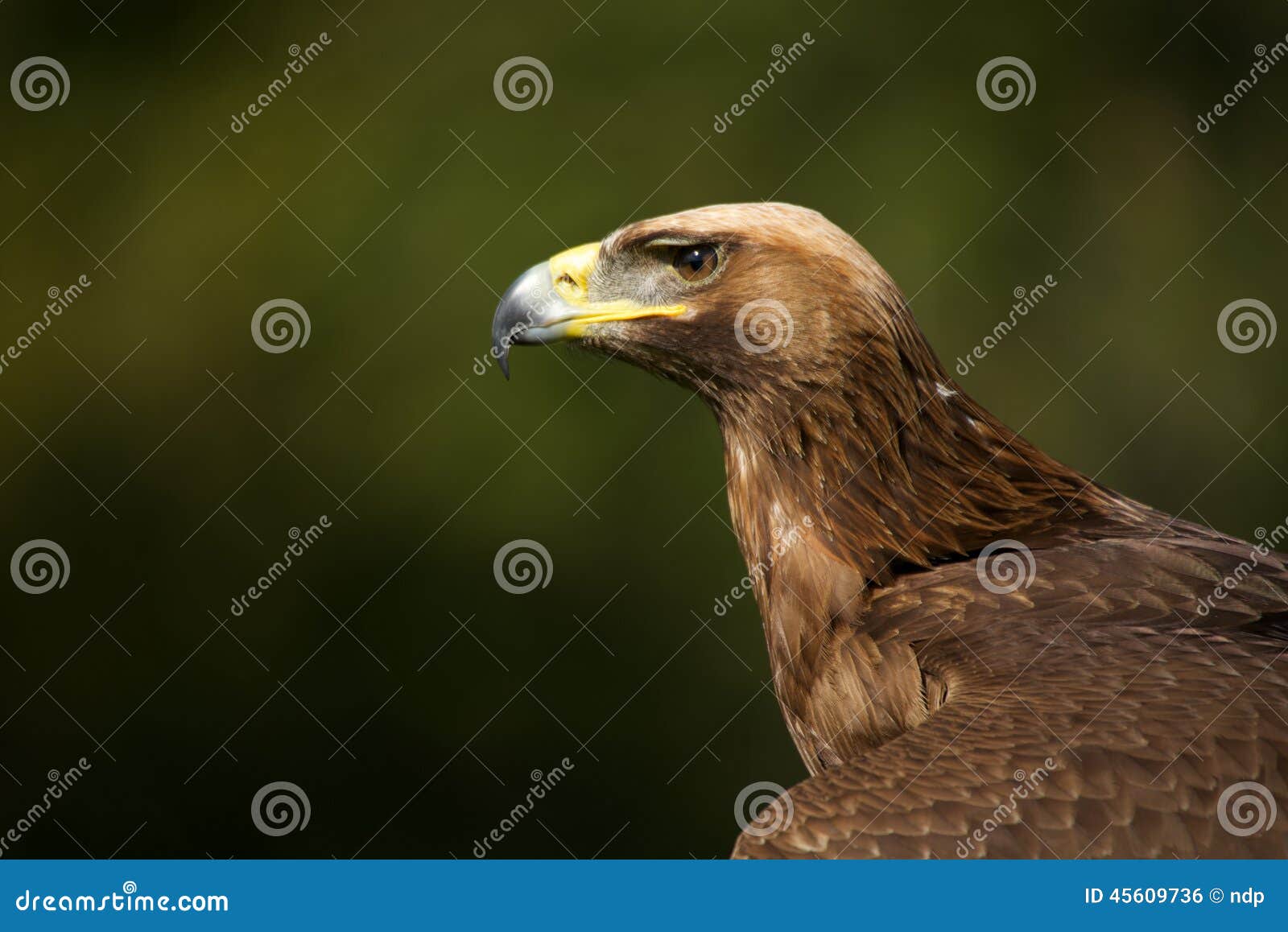 Close-up of Sunlit Golden Eagle Against Trees Stock Photo - Image of ...