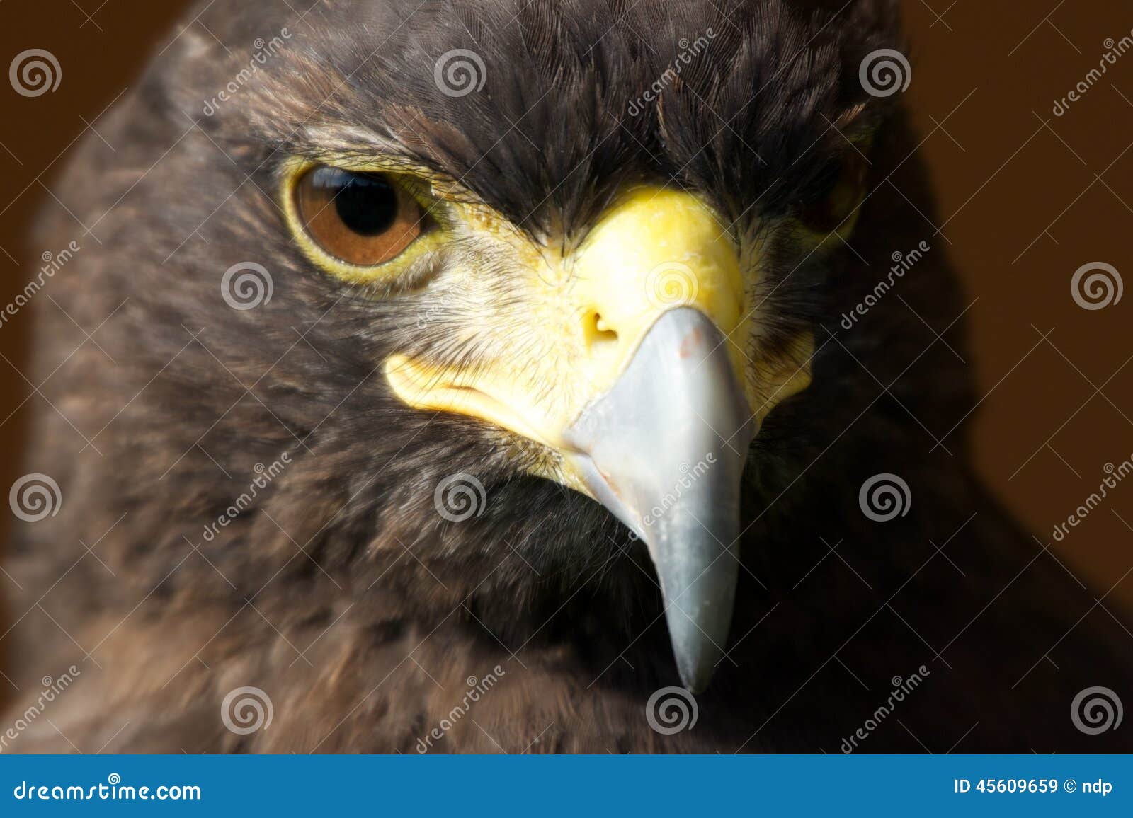 Close-up of Sunlit Harris Hawk Looking Down Stock Image - Image of hawk ...