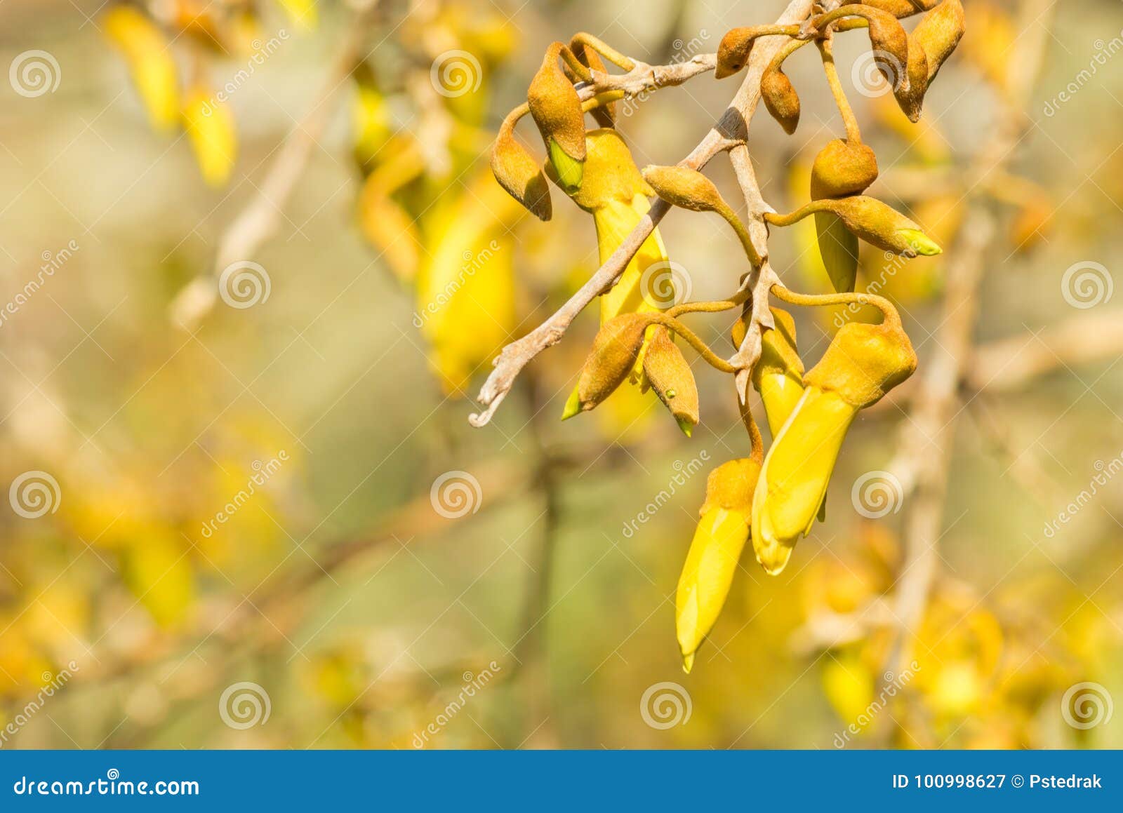 Yellow Kowhai Tree Flowers in Bloom Stock Image - Image of tree, petal ...