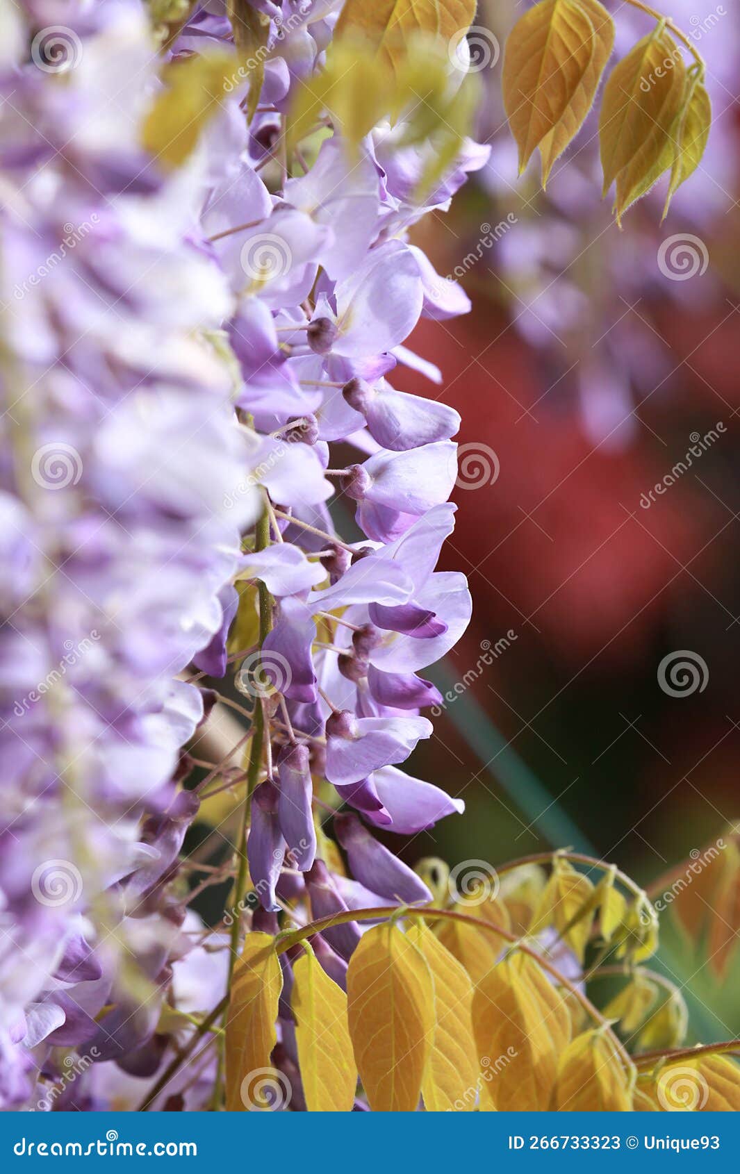 Close Up of a Superb Flowering of a Wisteria Stock Image - Image of ...