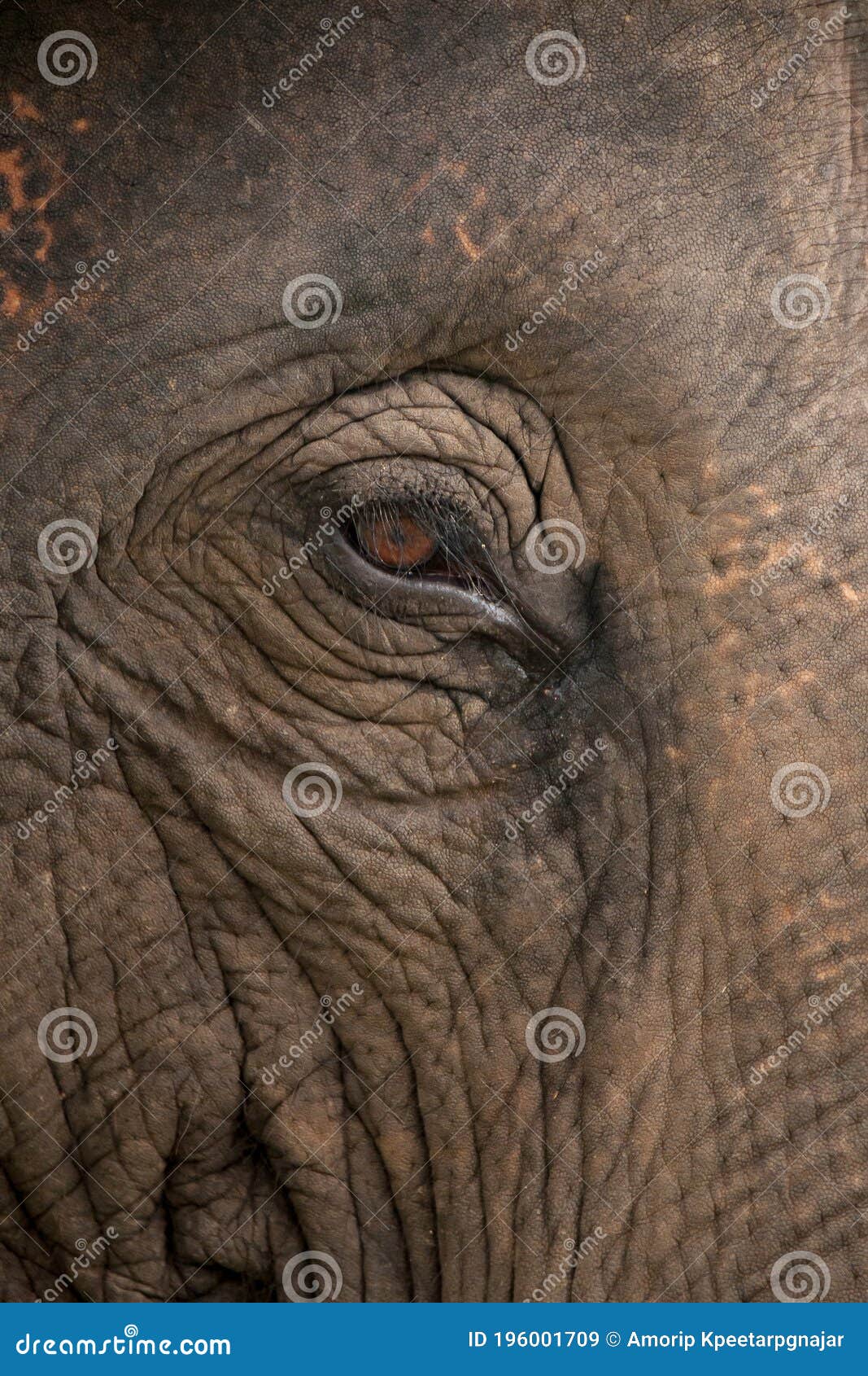 Close up of Elephant eye stock image. Image of pair - 196001709