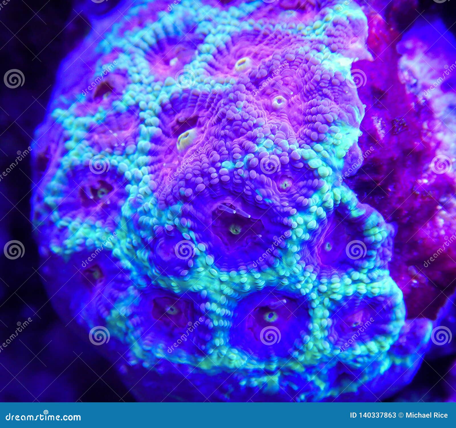 Favites brain coral stock image. Image of vivid, brain - 140337863