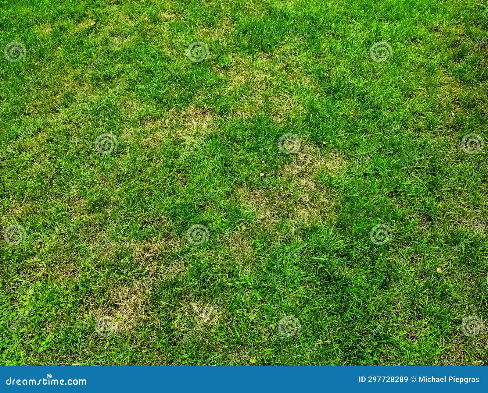 Close Up Surface of Green Grass on a Meadow on a Sunny Summer Day Stock ...