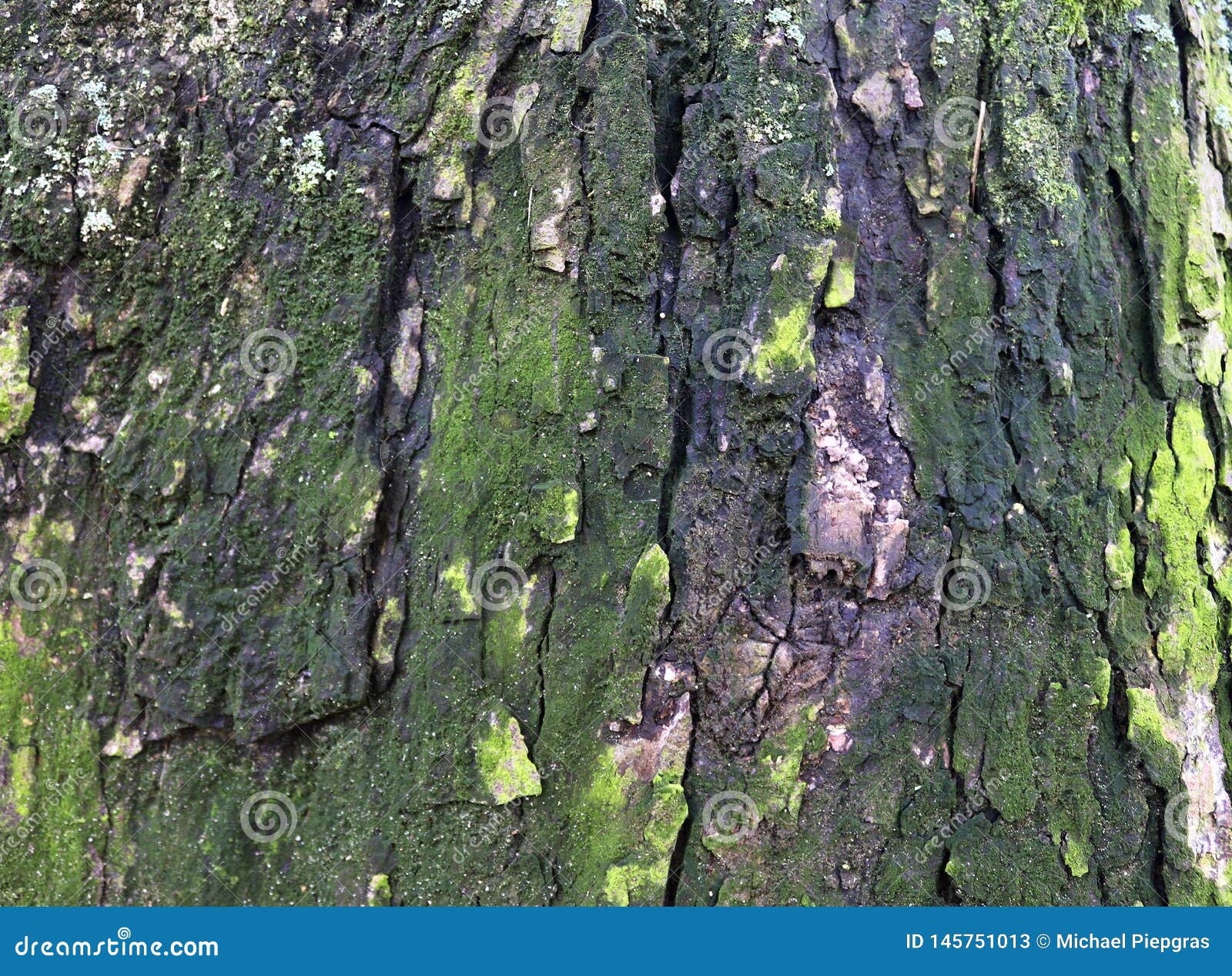 Close Up Surface of Tree Bark in a Forest in High Resolution Stock ...