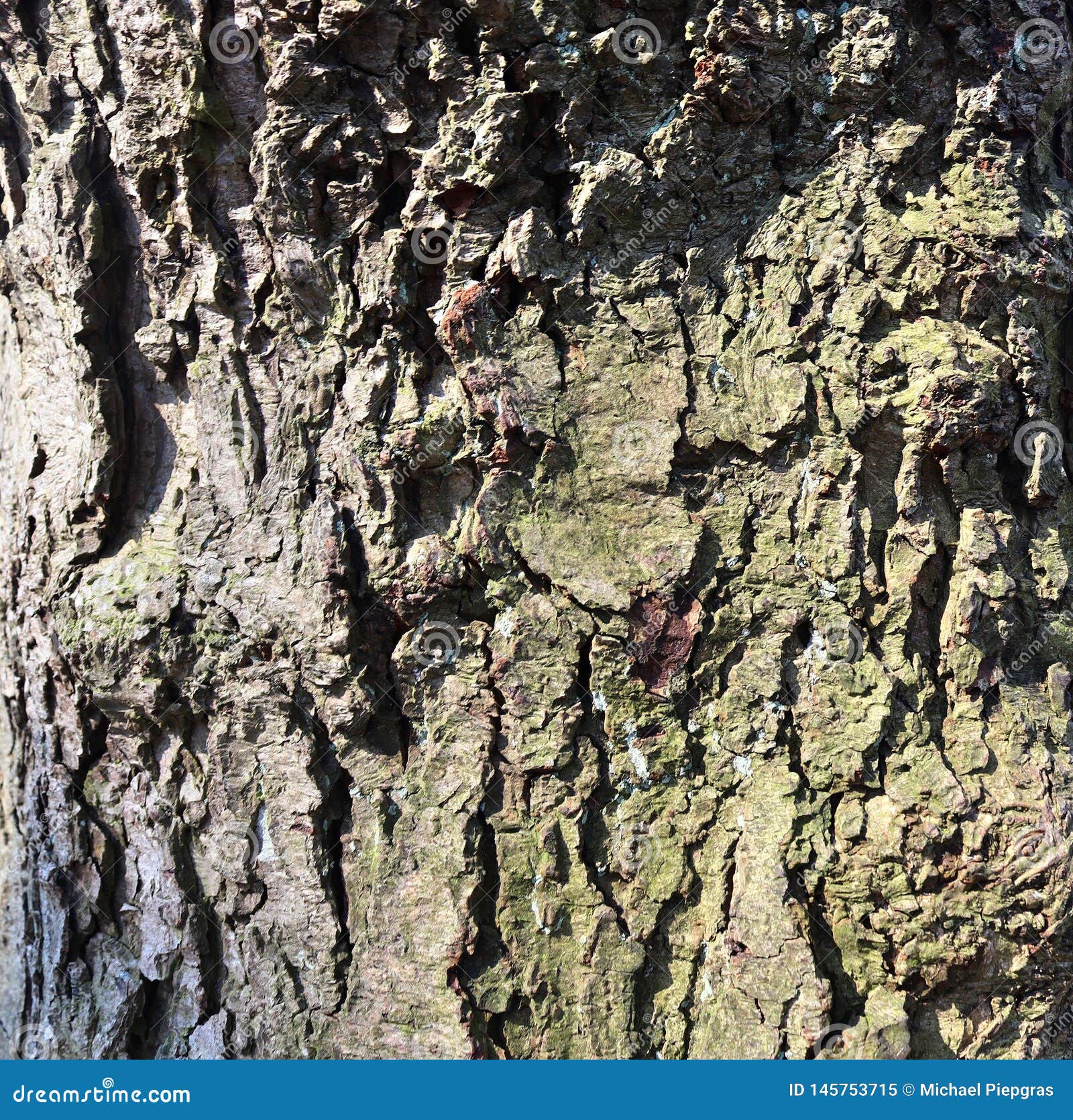 Close Up Surface of Tree Bark in a Forest in High Resolution Stock ...