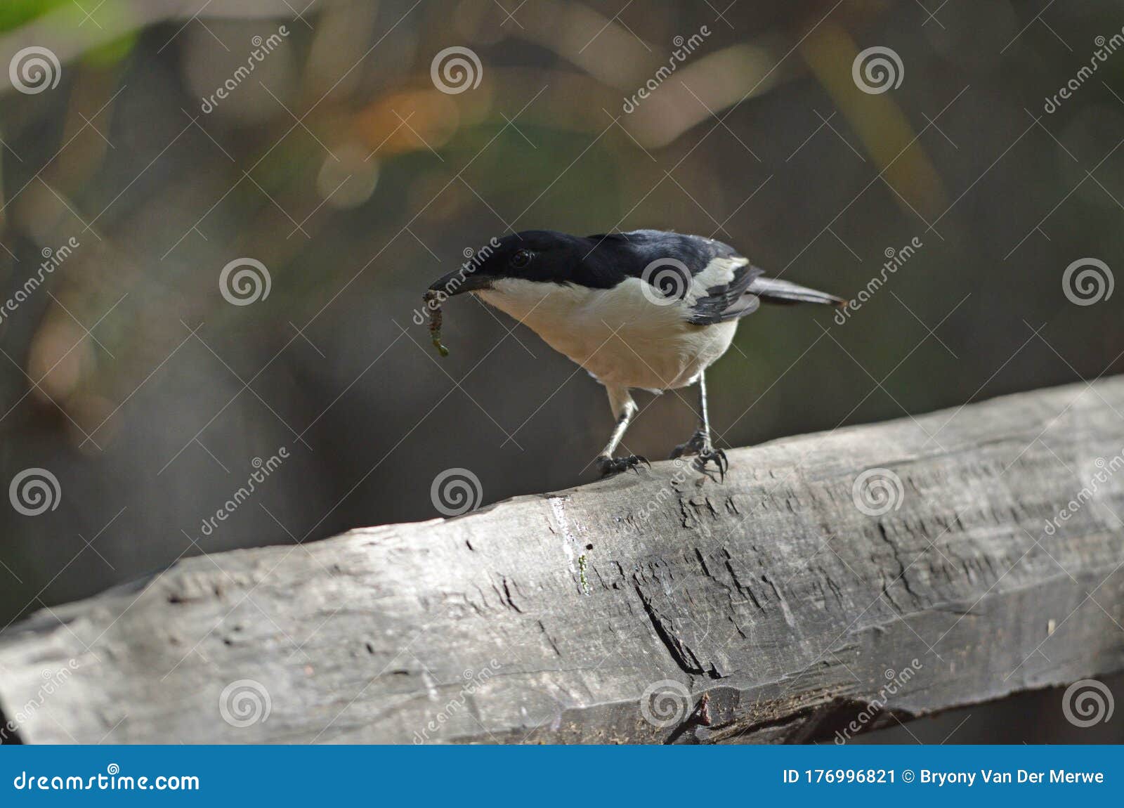 Laniarius Bicolor Stock Photos - Free & Royalty-Free Stock Photos from ...