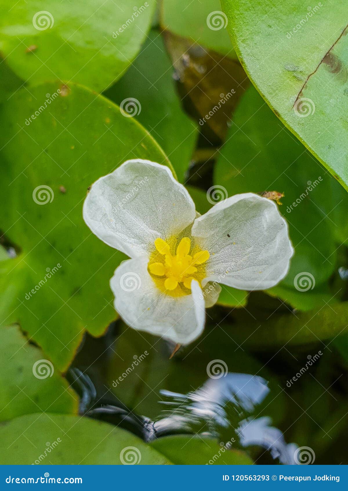 Close Up Swamp Flower Hydrocharis Dubia,Frog Bit Stock Image - Image of ...