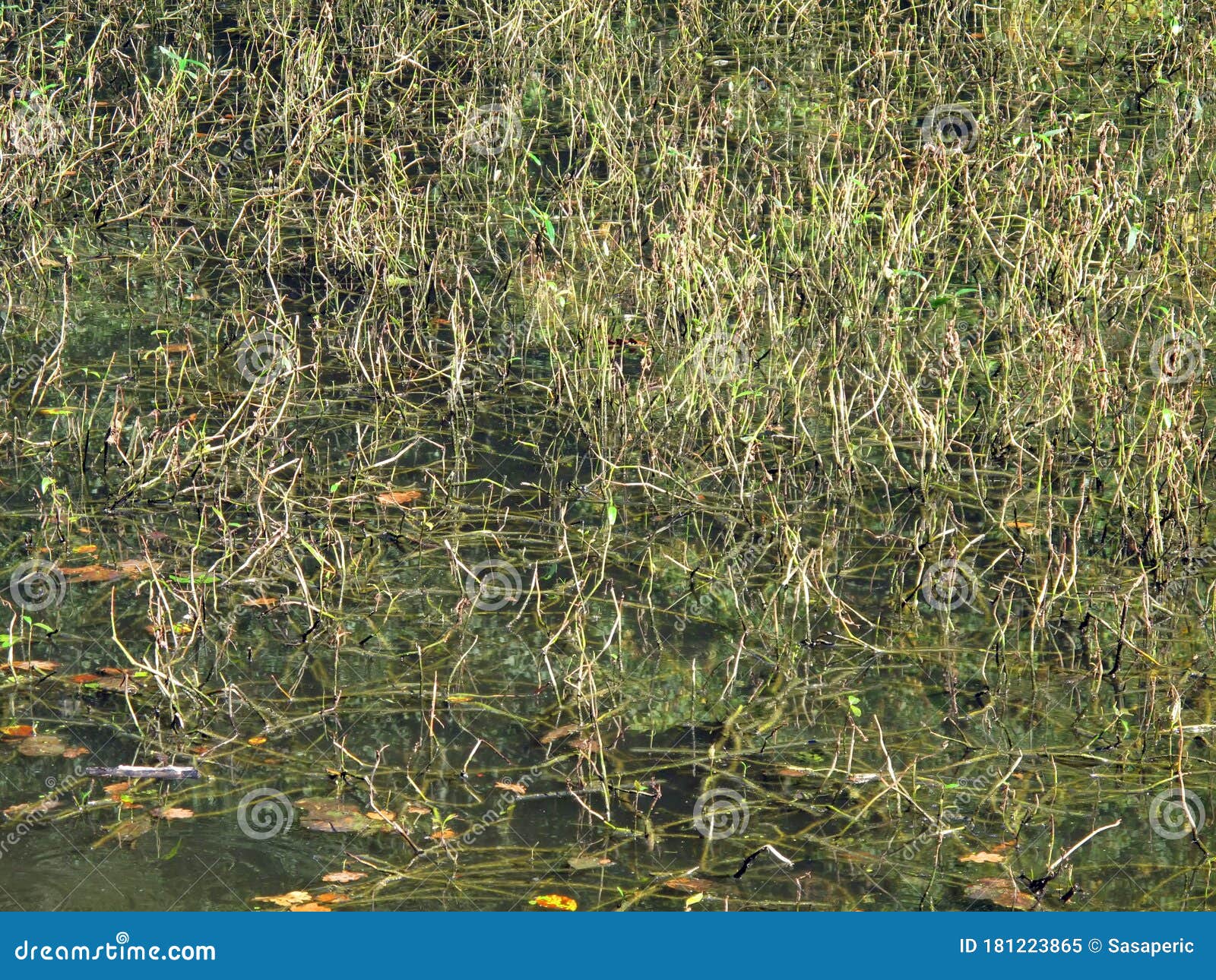 Close up of swamp grass stock image. Image of spring - 181223865