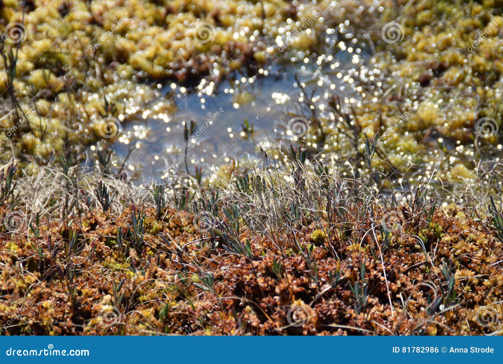 Close up of a swamp soil. stock photo. Image of ecological - 81782986