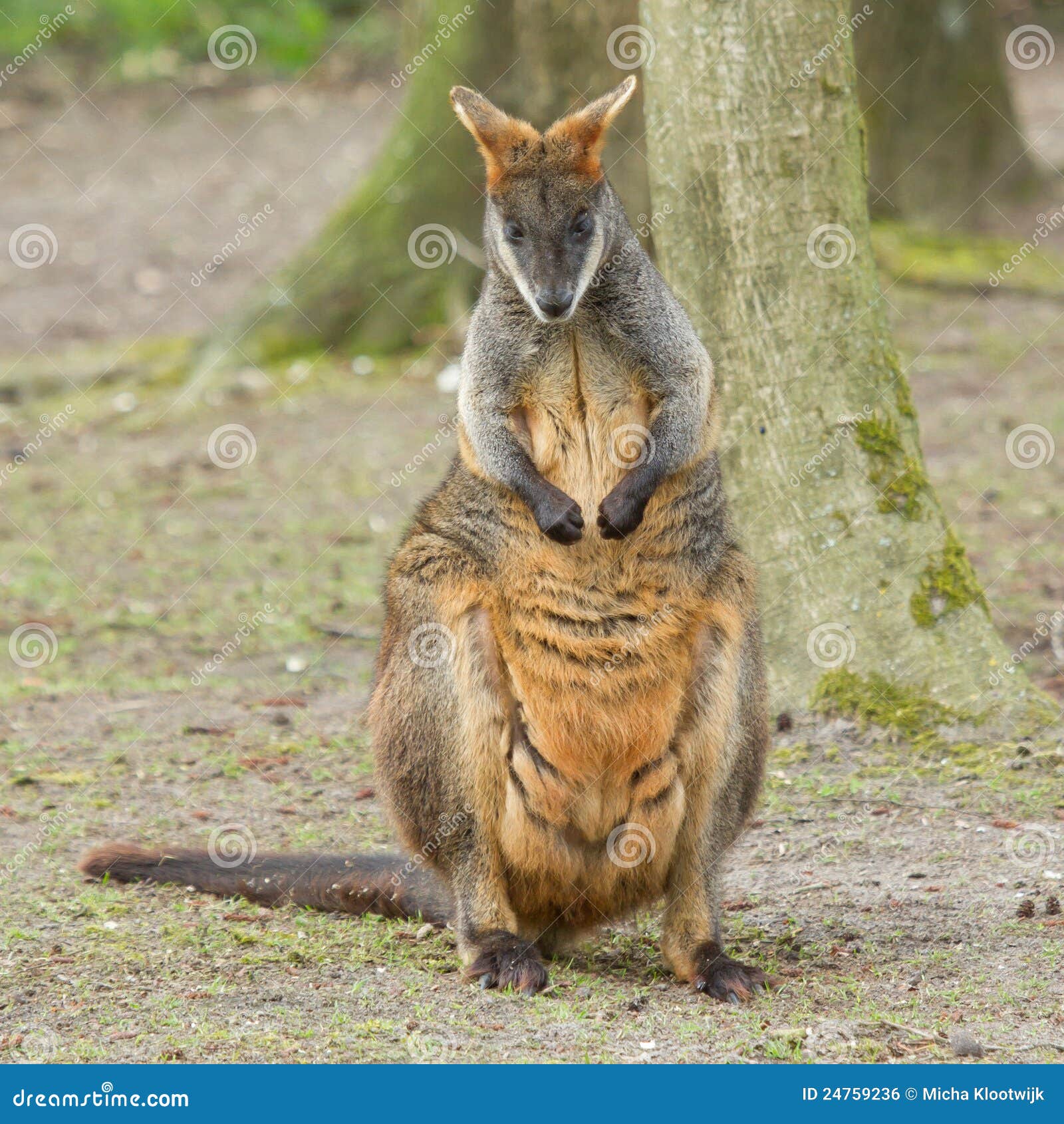 Close-up swamp wallaby stock photo. Image of bicolor - 24759236