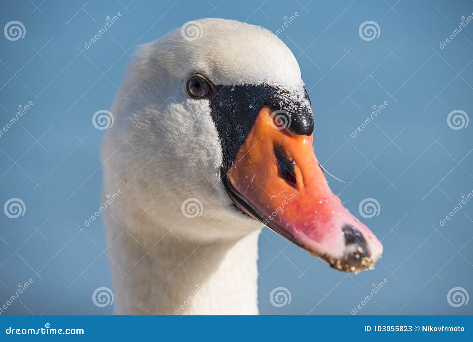 Swan close-up stock image. Image of nature, black, head - 103055823