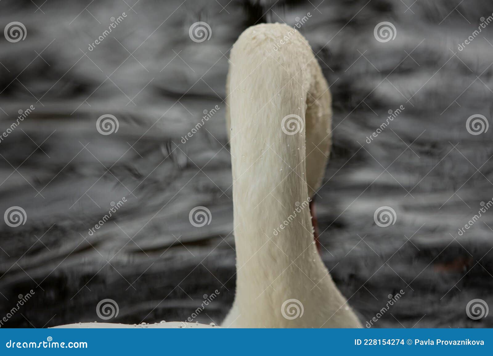Close Up of a Swan Neck with Background Stock Photo - Image of fauna ...