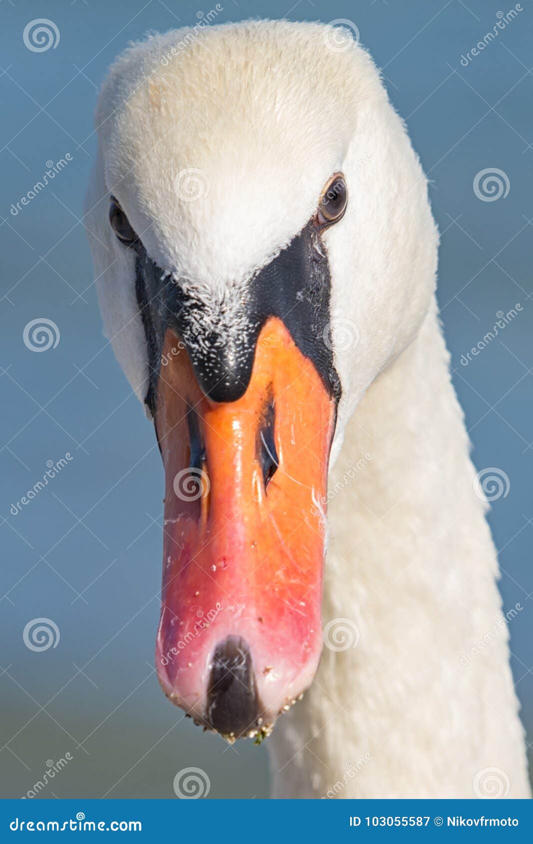 Swan close-up stock image. Image of drawing, color, beauty - 103055587