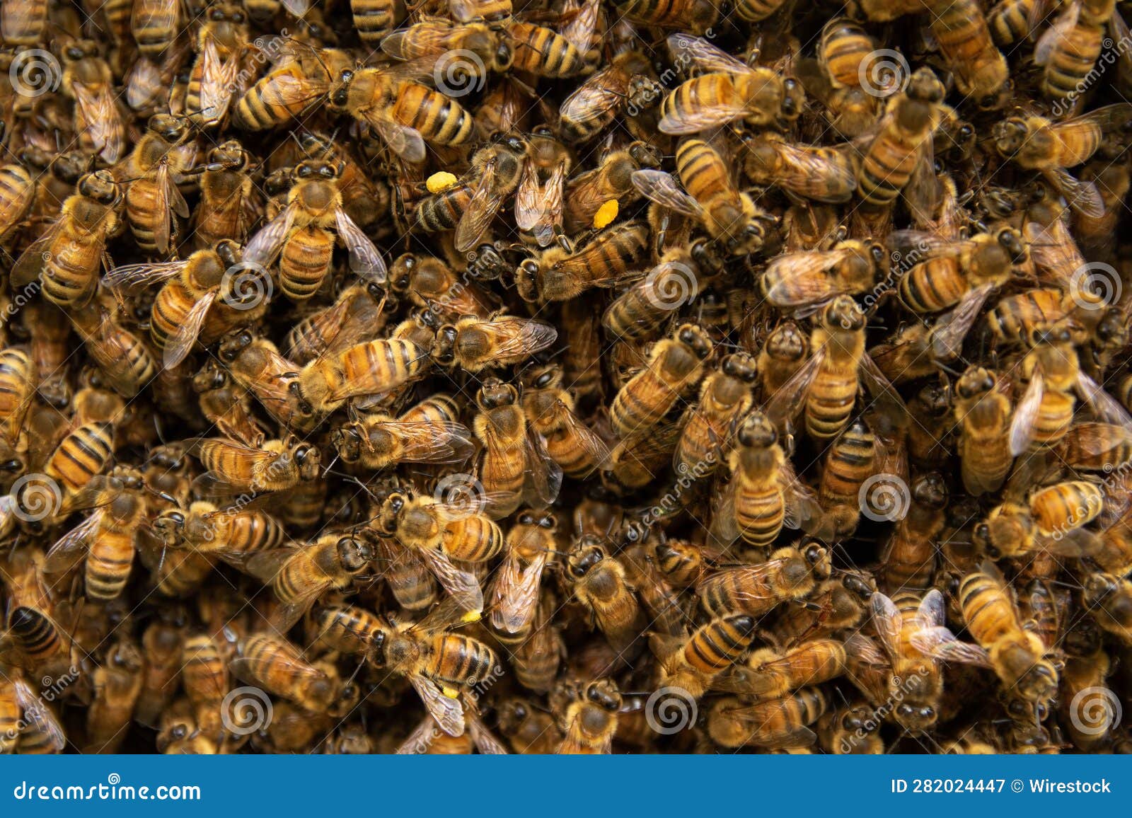 Close Up of a Swarm of Bees in Flight, Buzzing. Stock Image - Image of ...