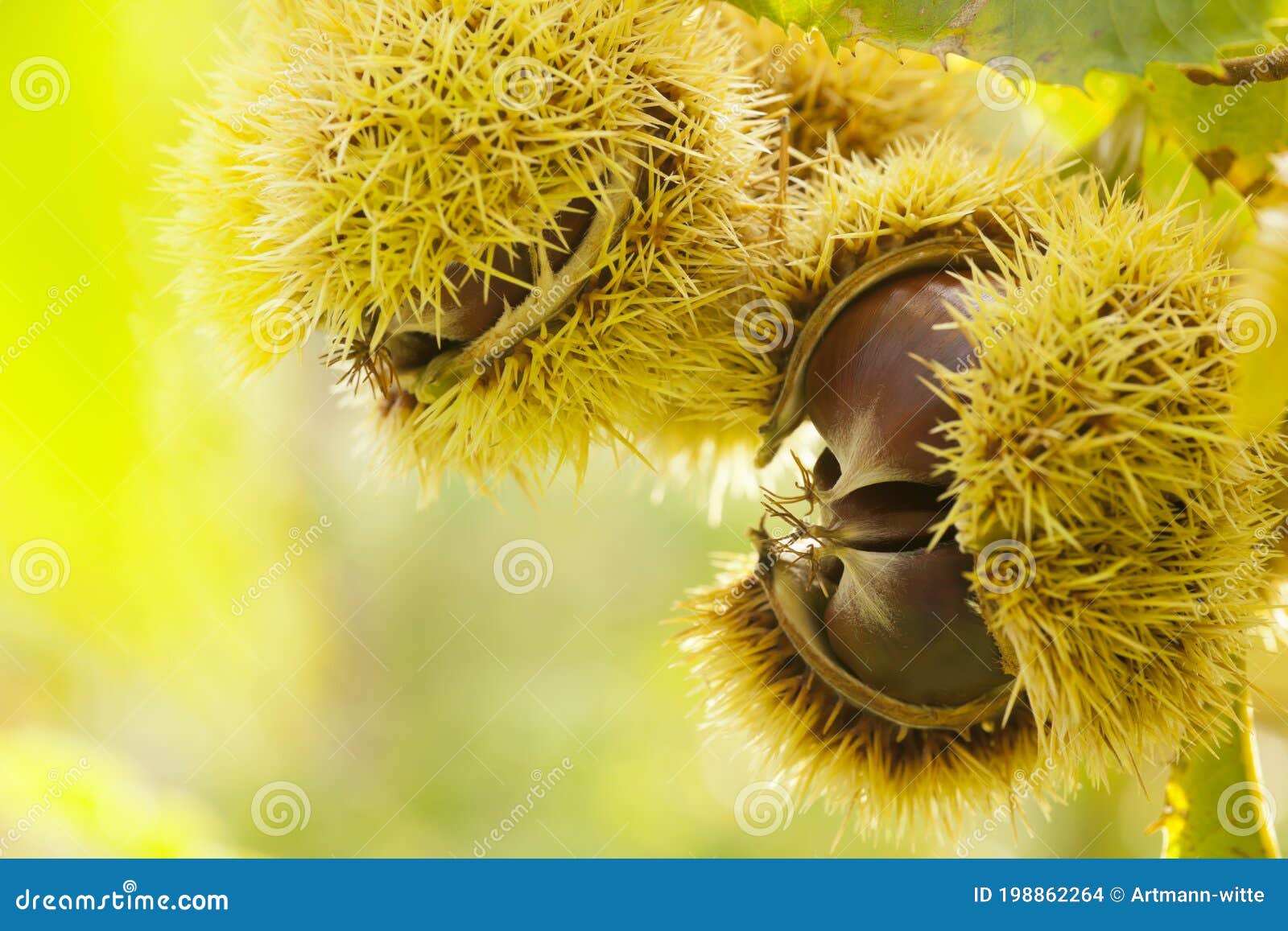 Close-up of Sweet Chestnuts on a Tree on a Sunny Day in Fall Stock ...