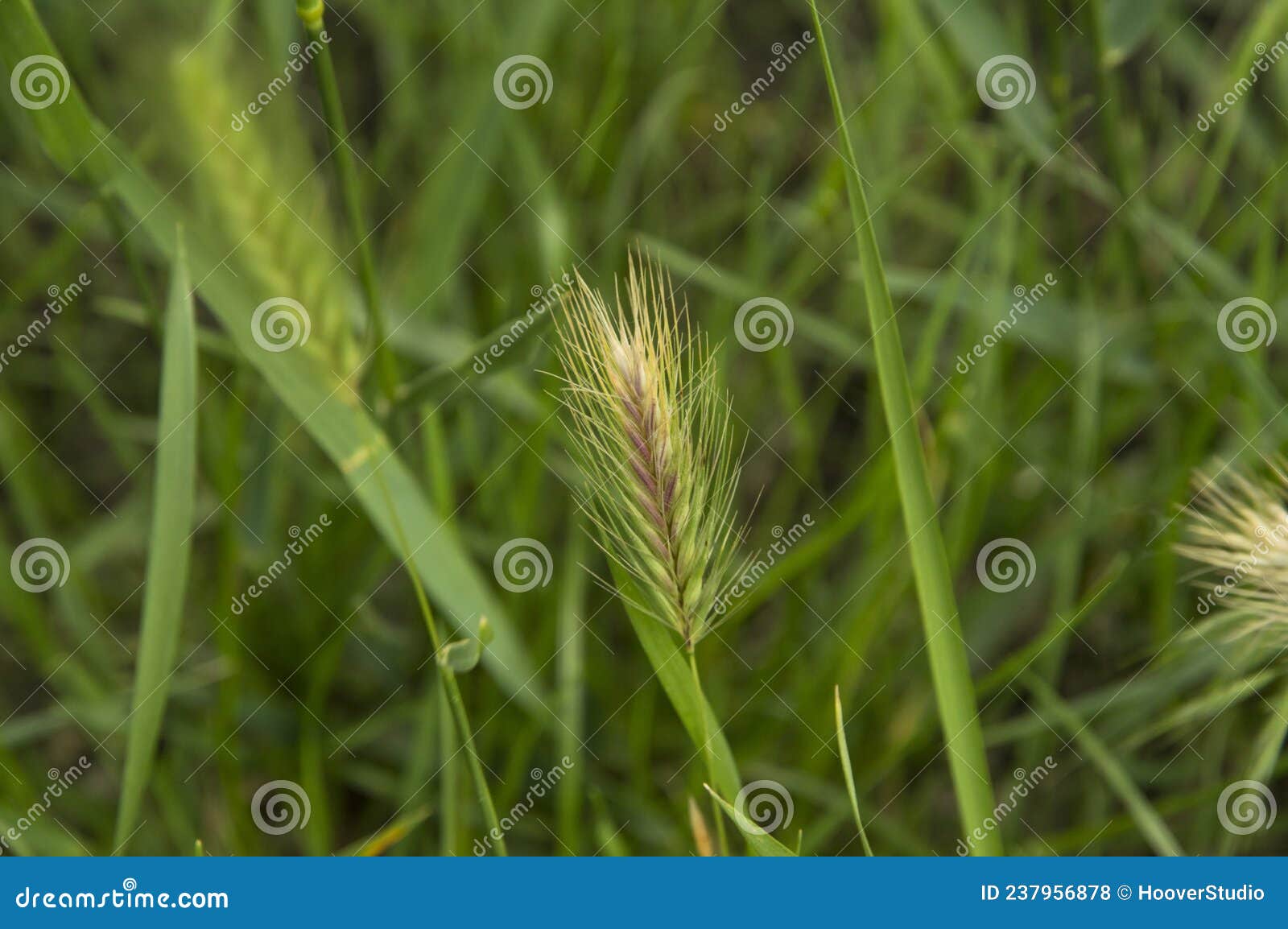 Close-up: Sweet Vernal-grass in the Lane Stock Photo - Image of late ...