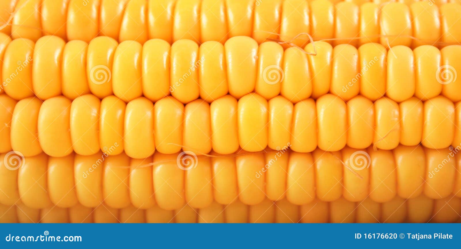 Close-up sweetcorn stock photo. Image of plant, crop - 16176620