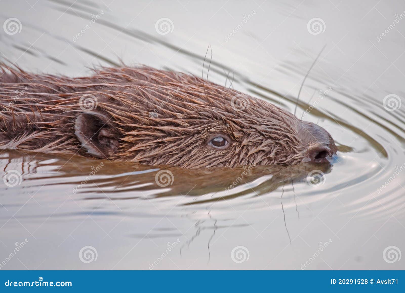 Close-up of Swimming Beaver Stock Photo - Image of hands, nibbling ...