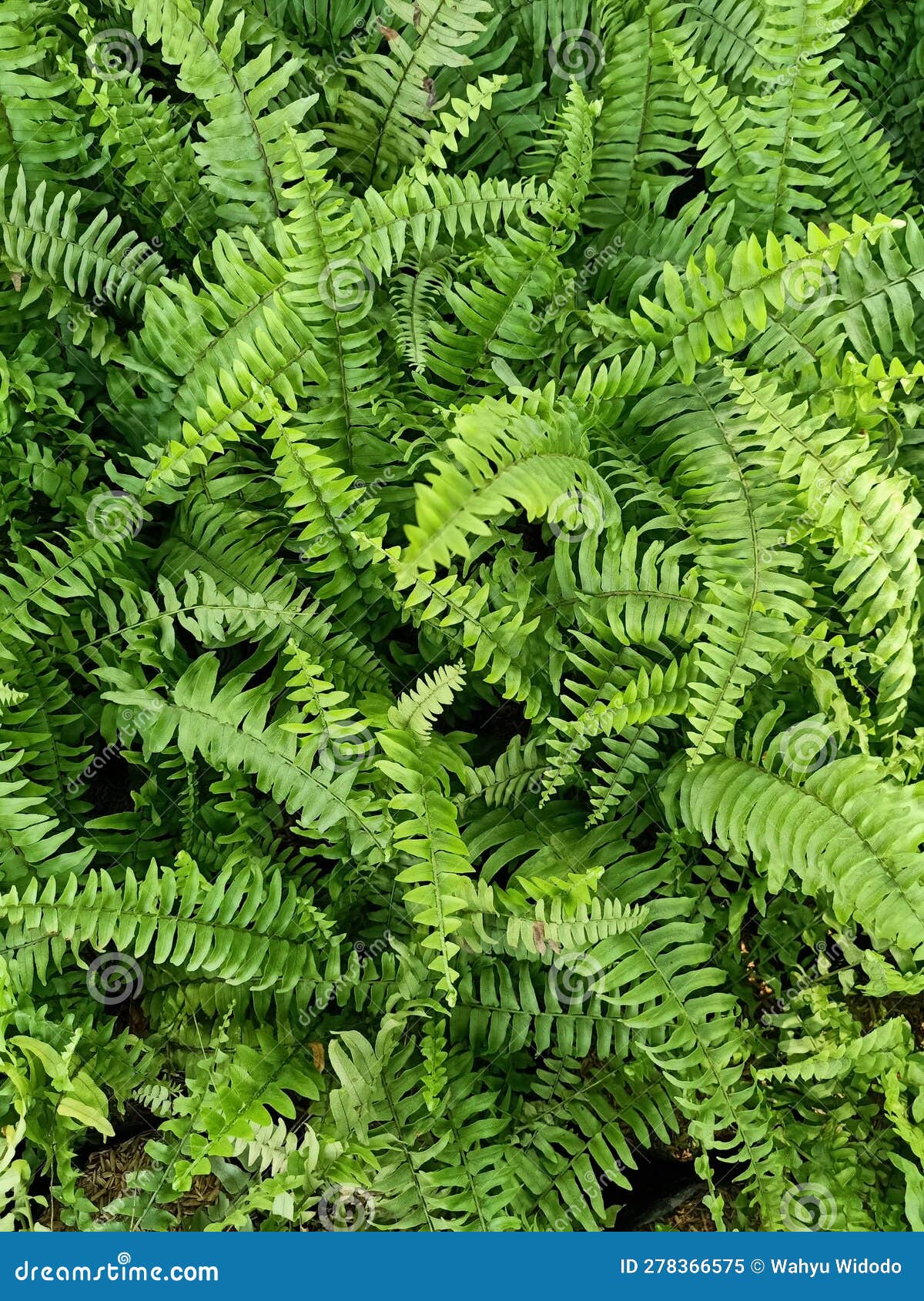 Close Up Of Sword Fern Plant Stock Image Image Of Nature Environment 278366575